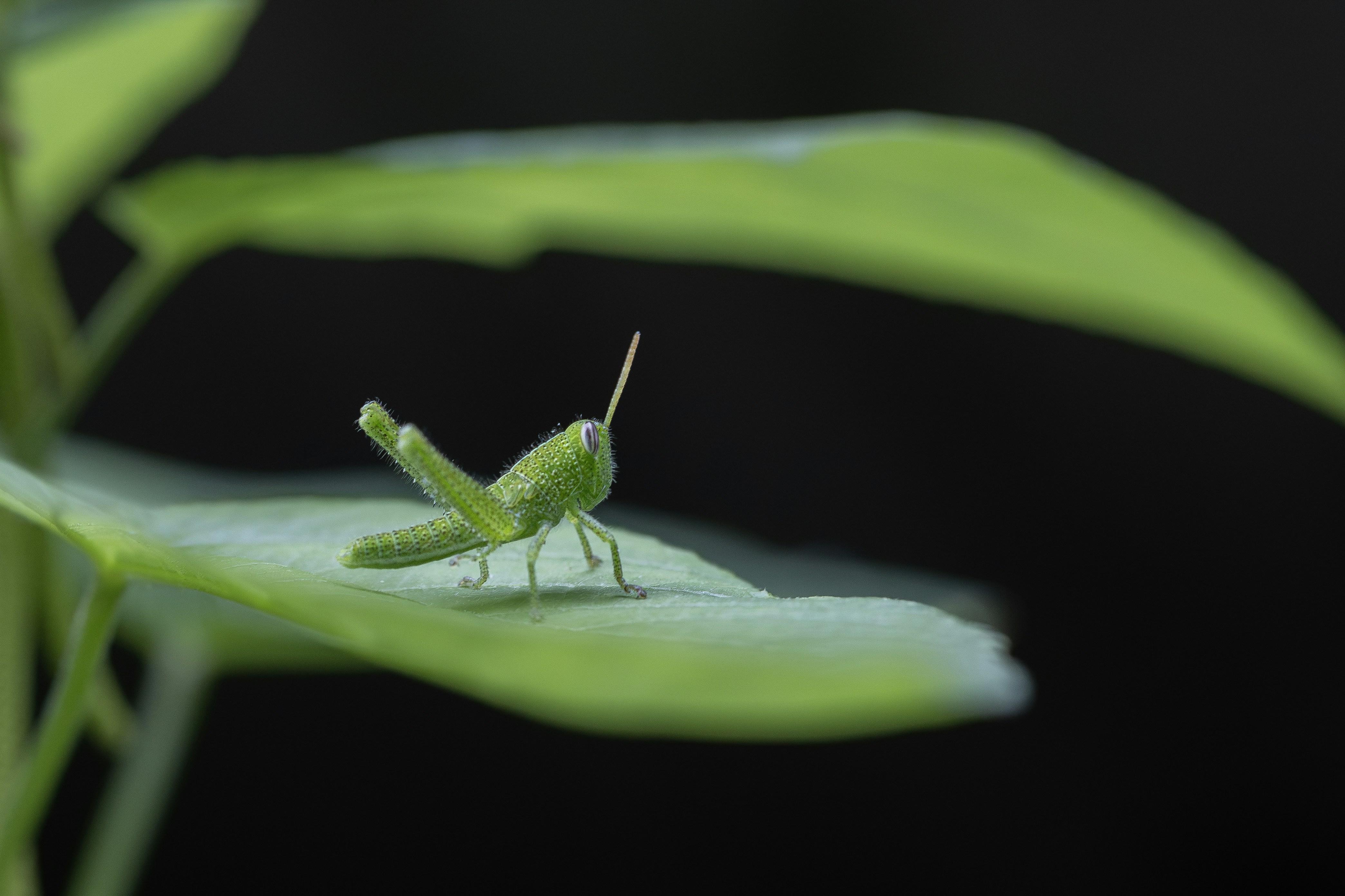 Emerald Polyphemus on a Leaf: A Tiny Green Sentinel in Sharp Focus