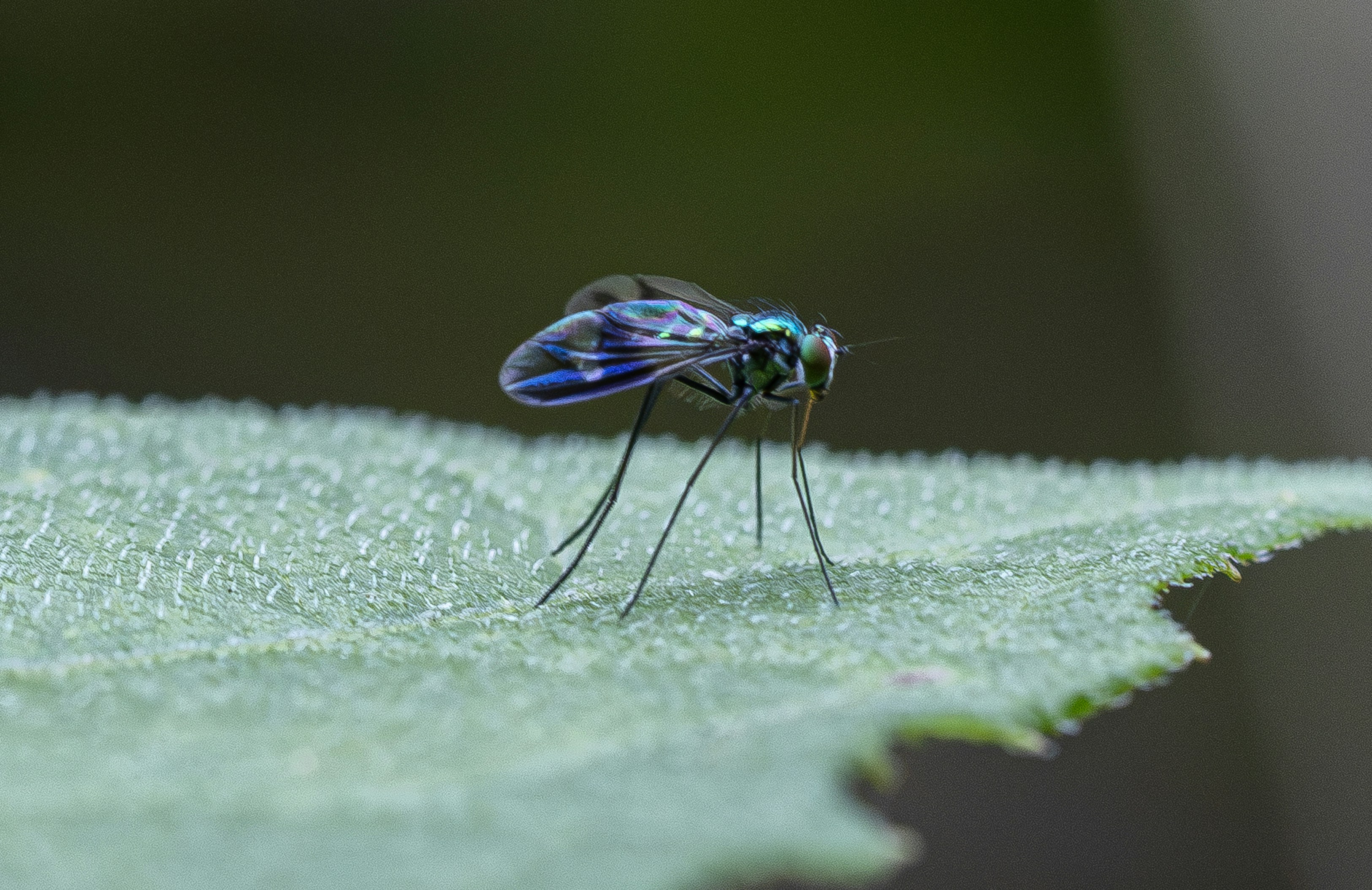 Emerald-eyed Hovers: a metallic winged insect on a dew-kissed leaf