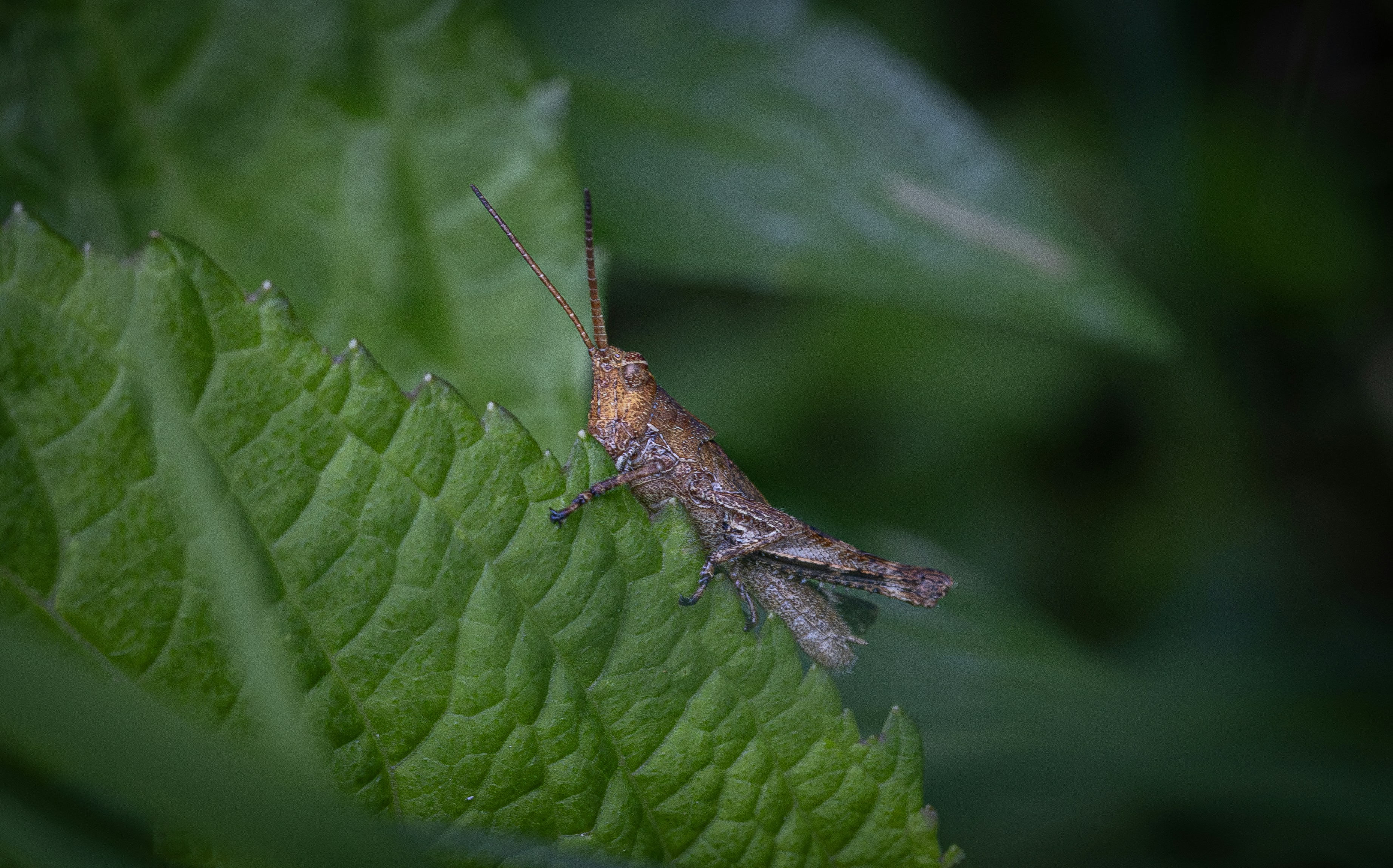 Leaf-edge Sentinel: A Tiny Insect Perched on Green