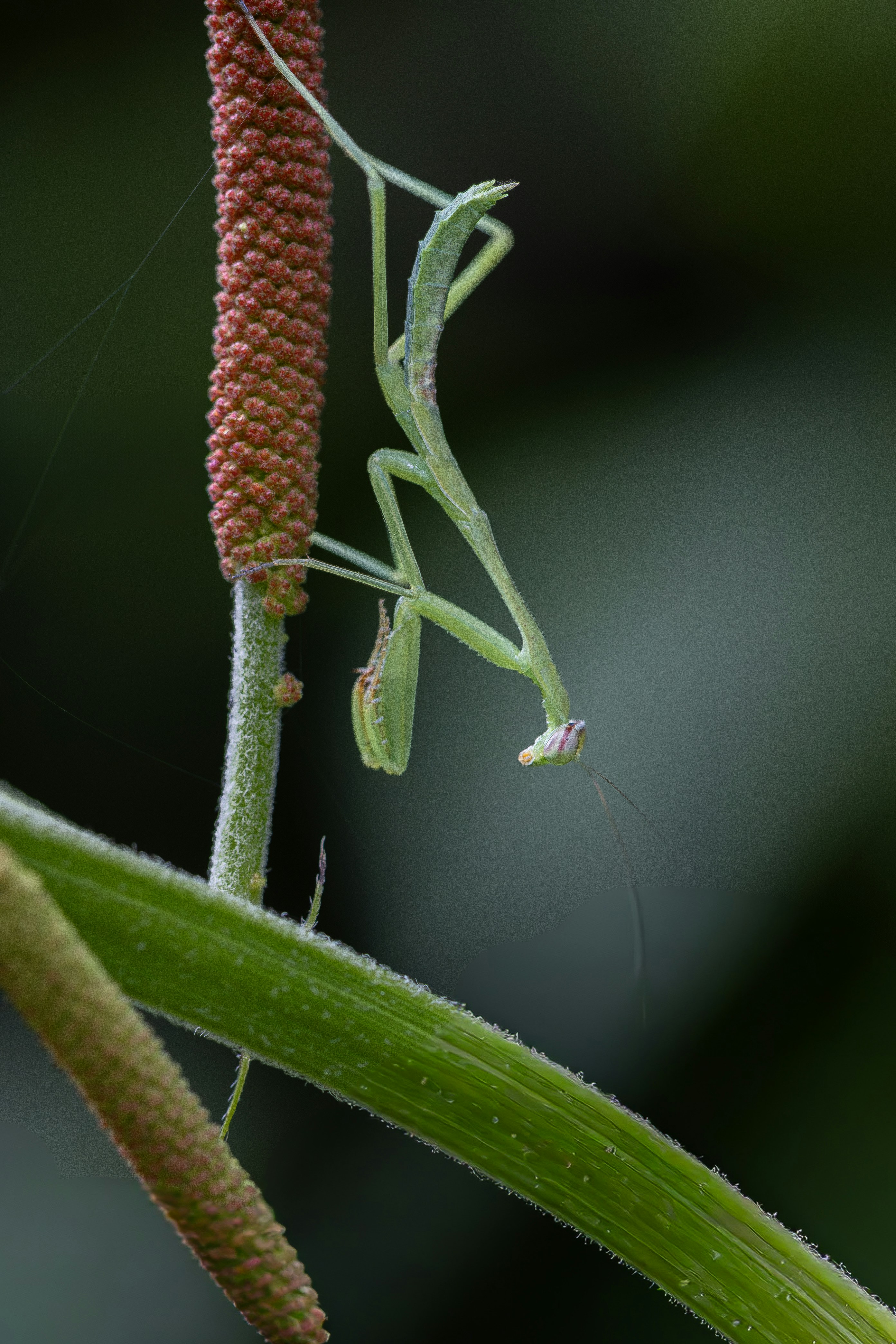 Praying Mantis Clings to a Fern-Like Reed Bloom