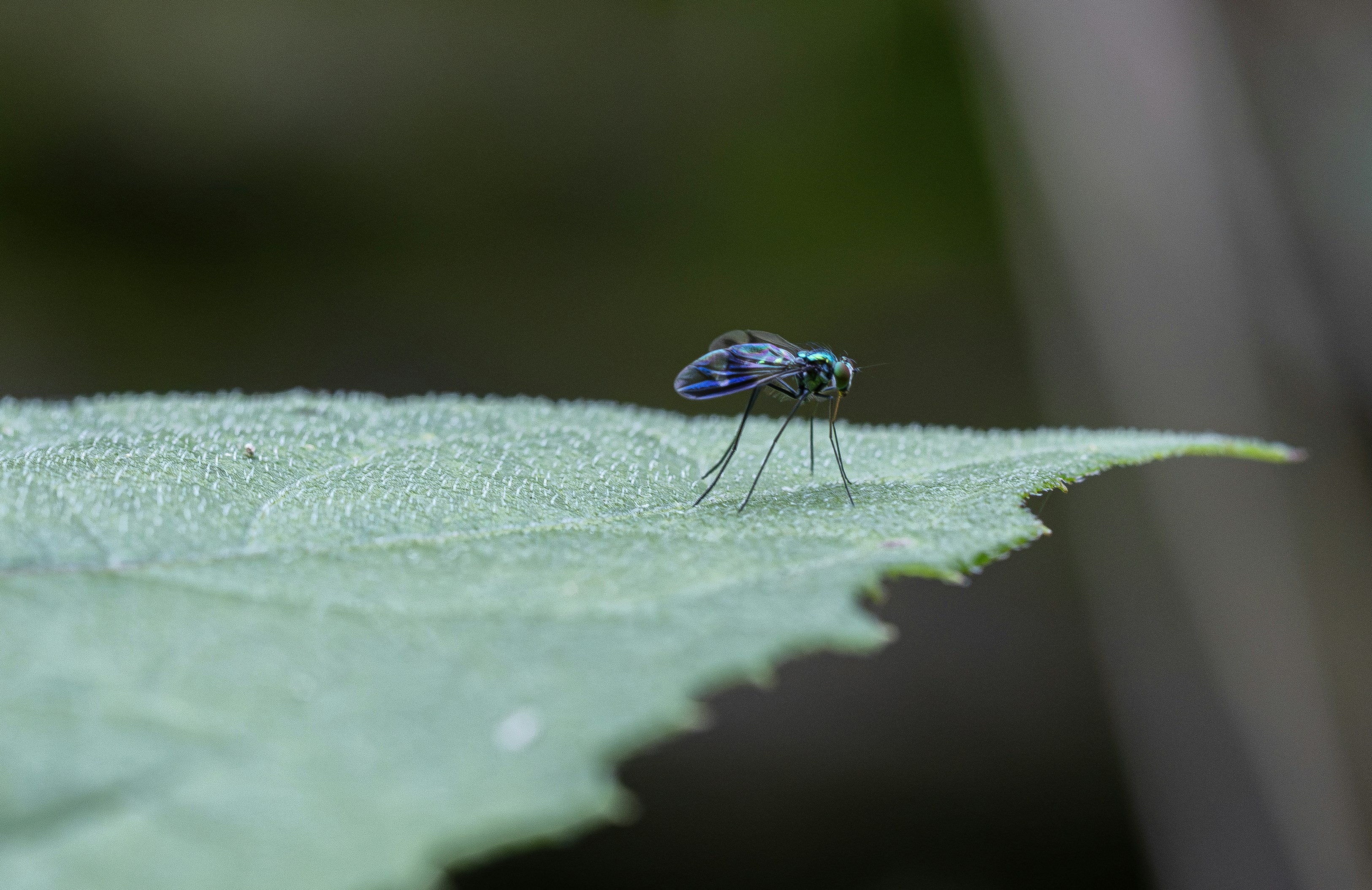 Blue-tinged Damselfly on a Dew-kissed Leaf