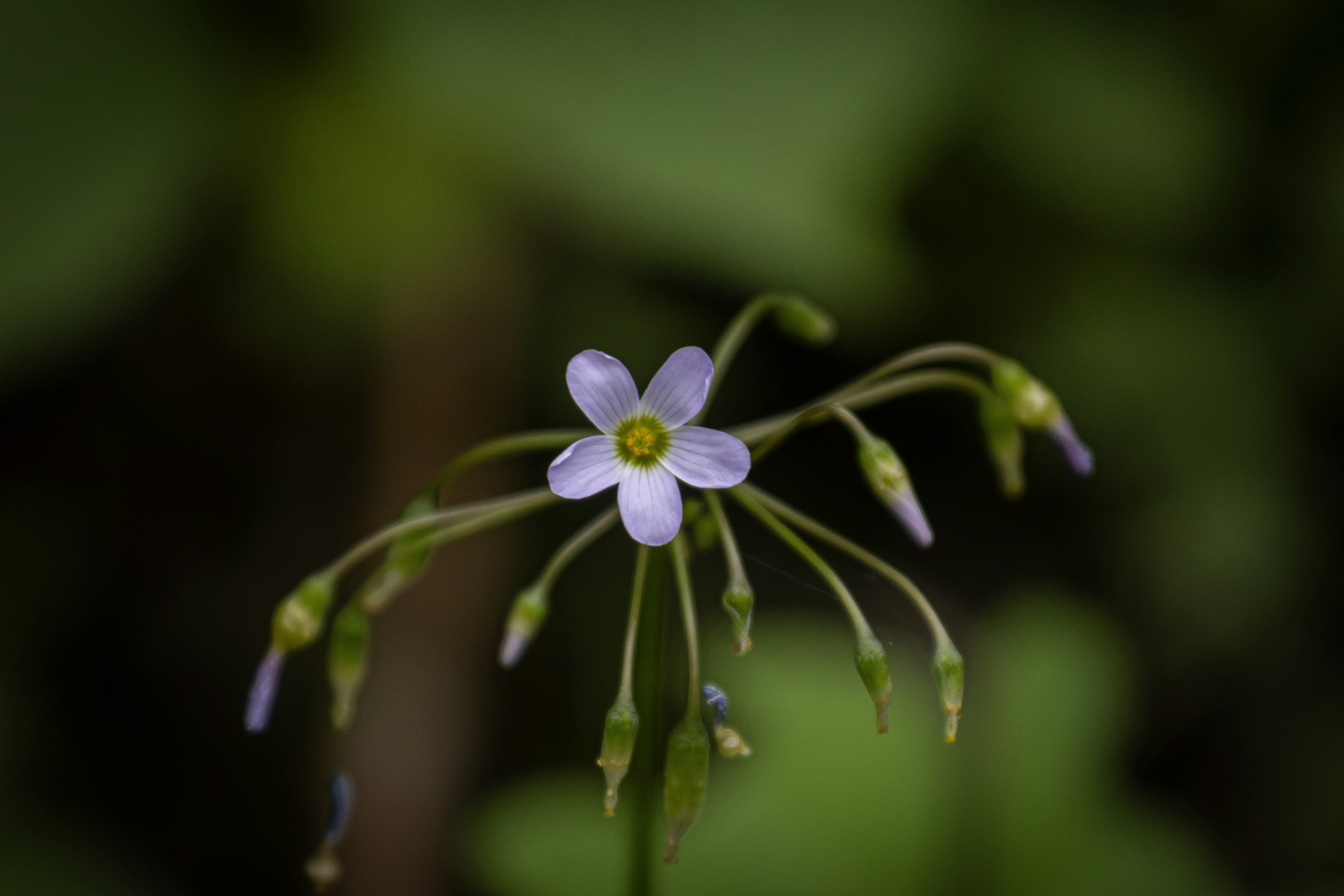 Curved Stem Symphony: A Lone Violet Bloom Beneath Blurred Green Canopy