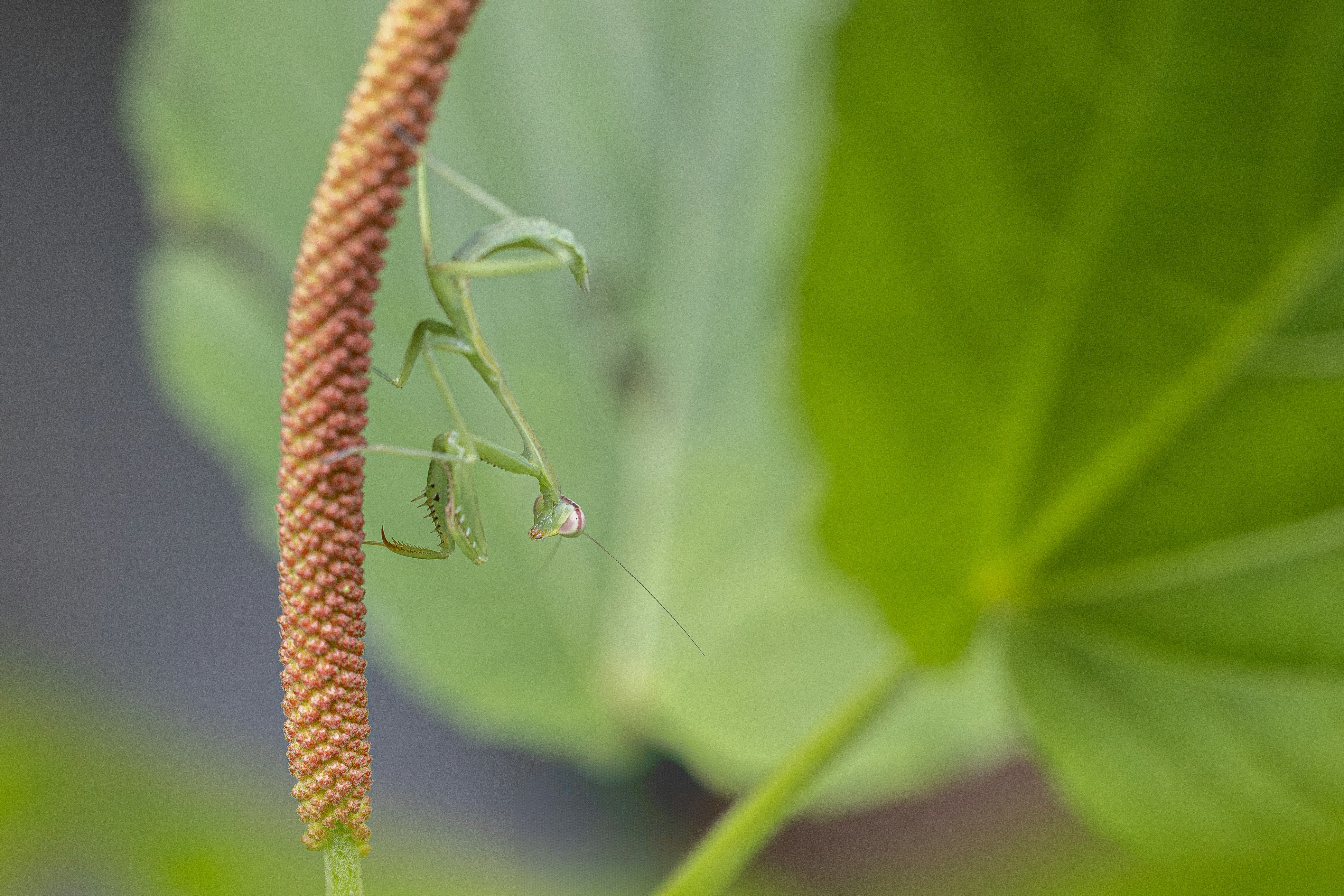 A praying mantis hangs upside down on a plant stem.