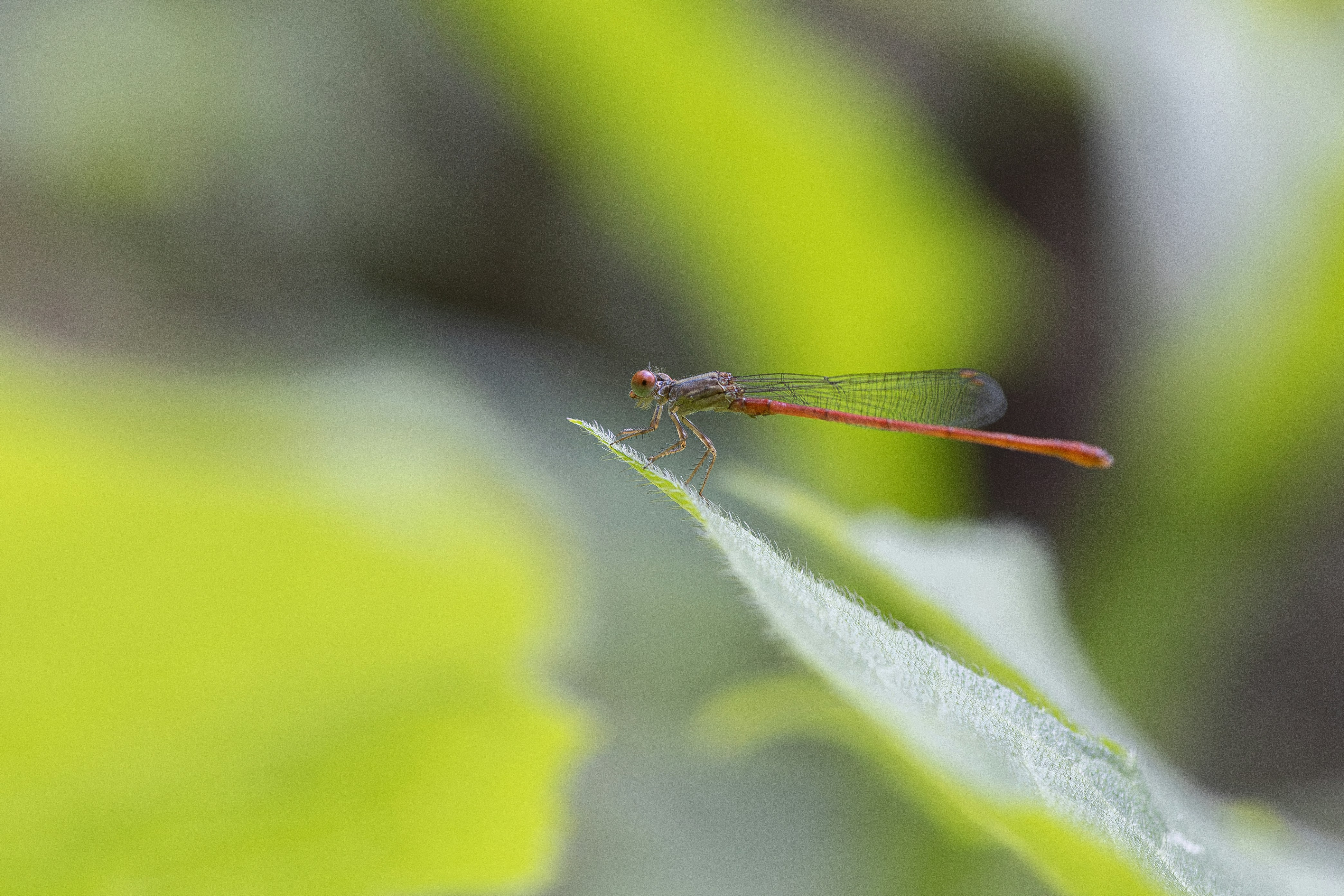 Red Damsel on a Leaf Edge: a Tiny Captain in Macro Light