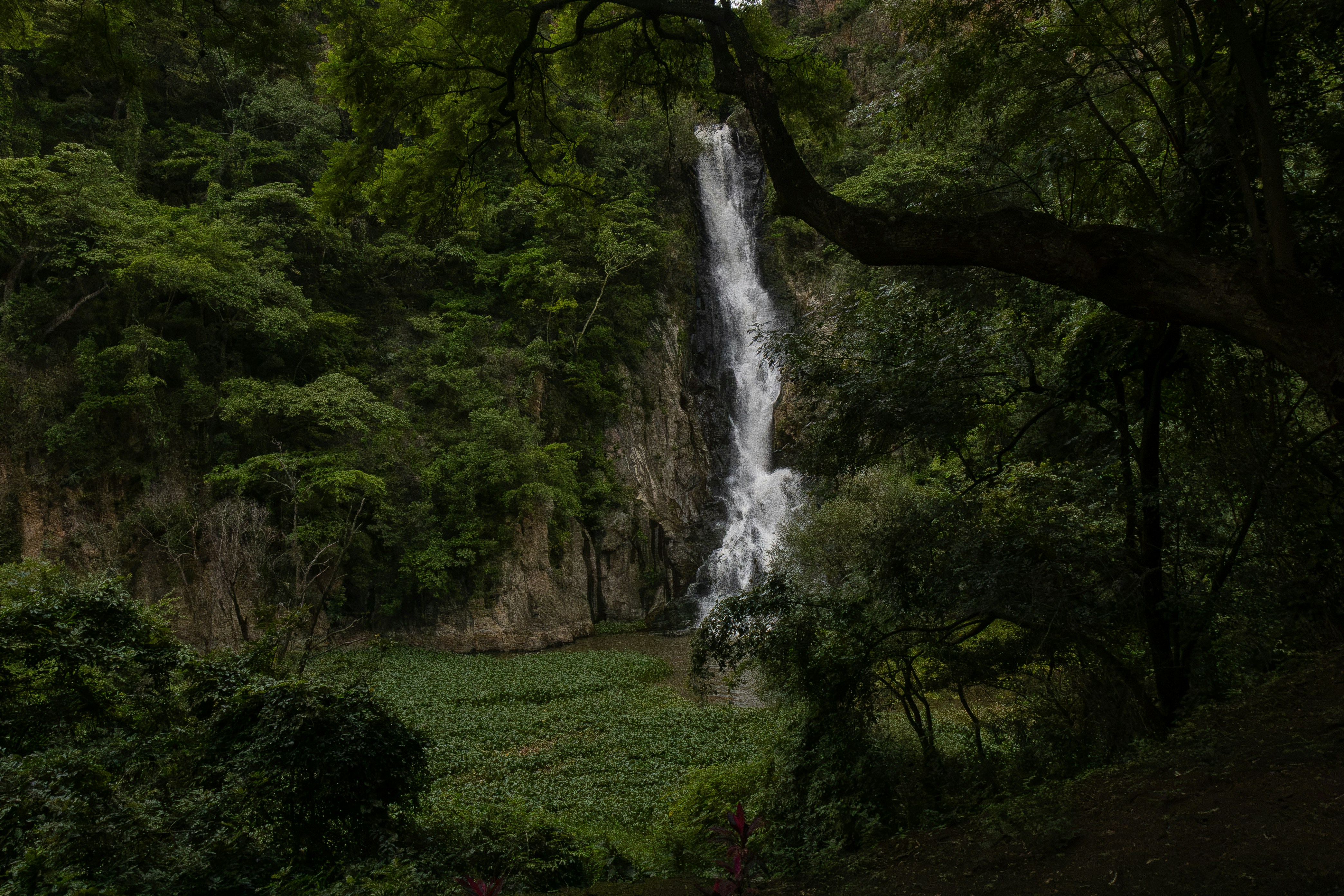 Whispering Cascade Beyond the Velvet Green
