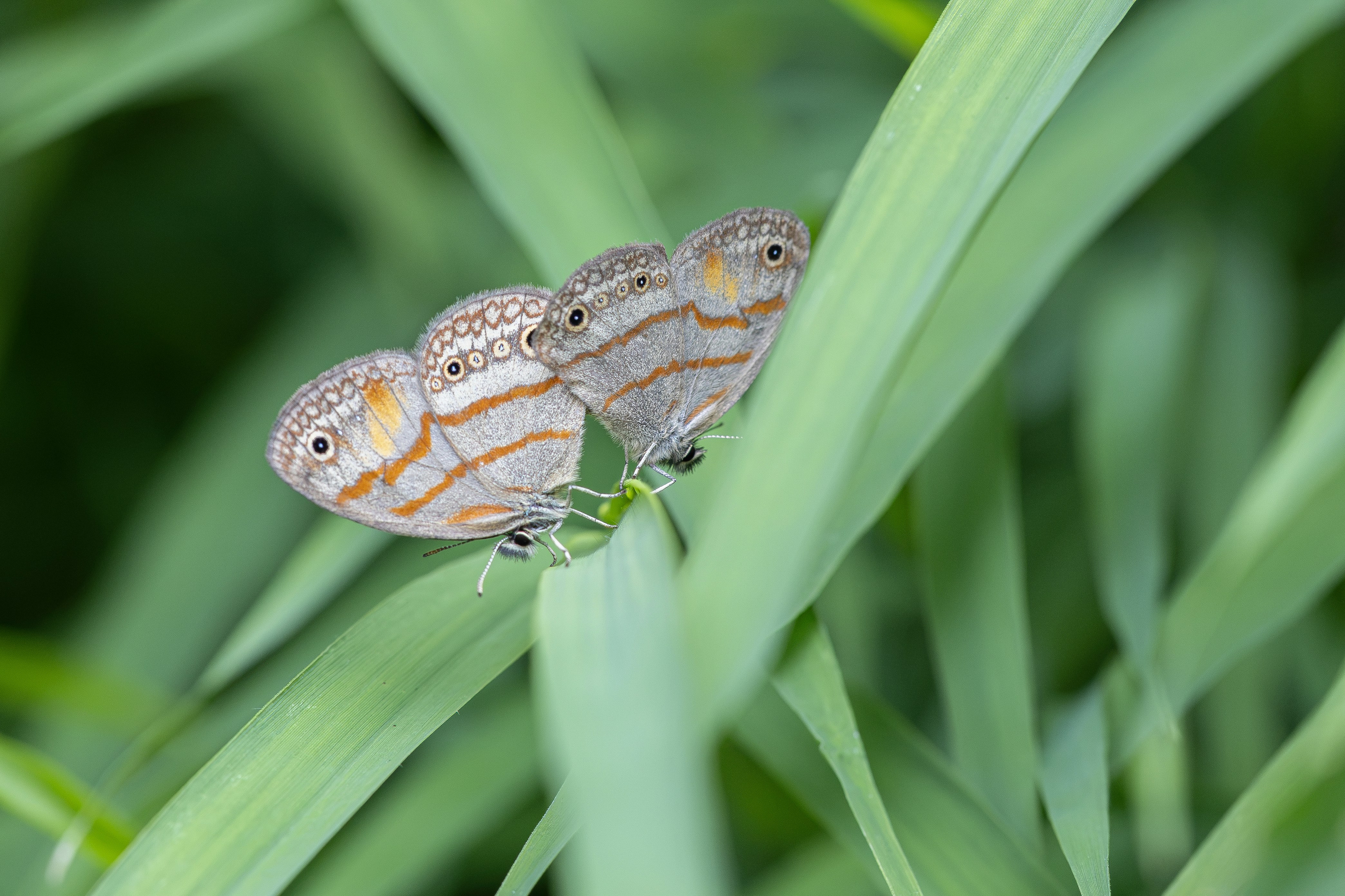 Twin-Stripe Moths on a Green Blade