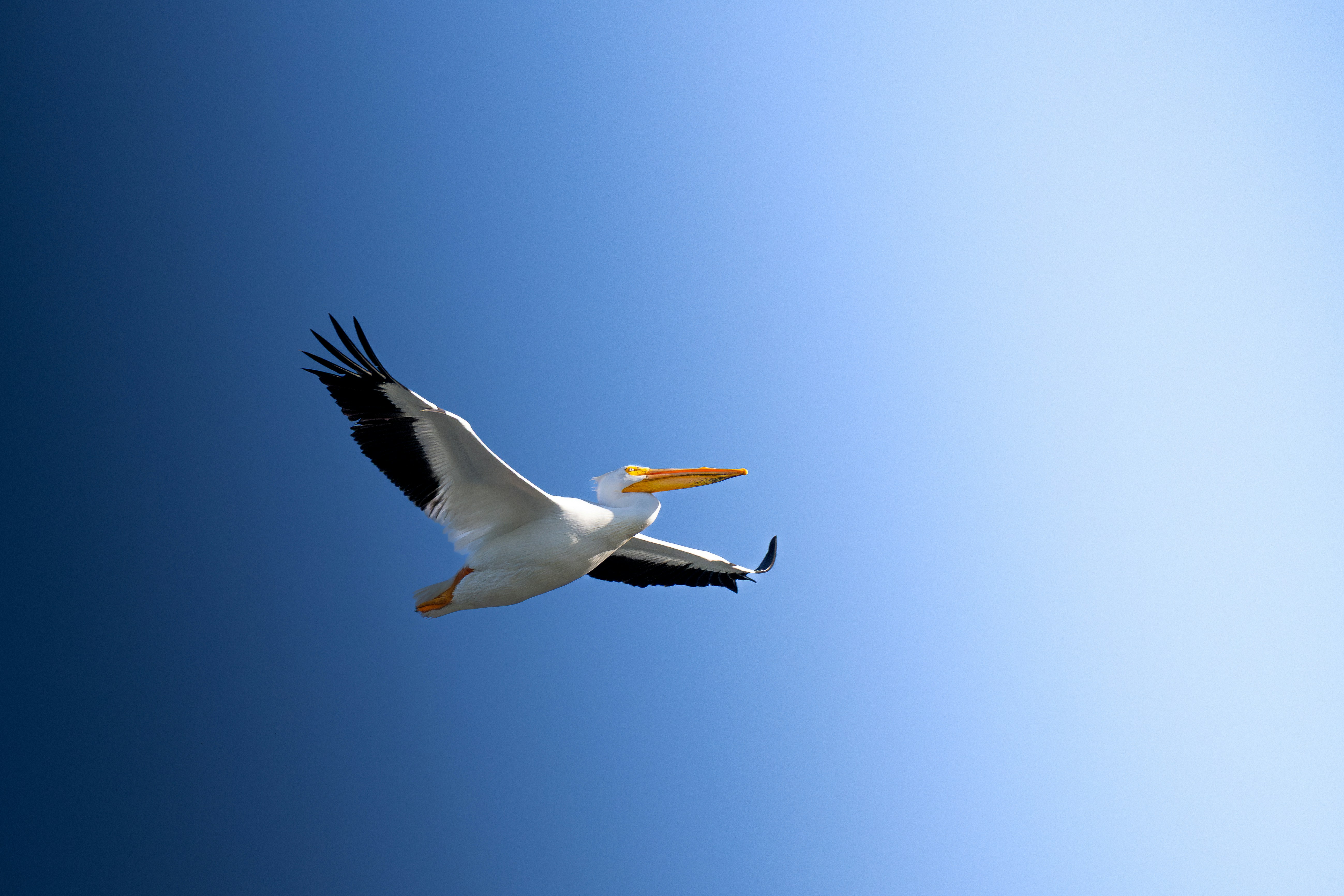 Soaring White Sails: Pelican in a Gradient Sky