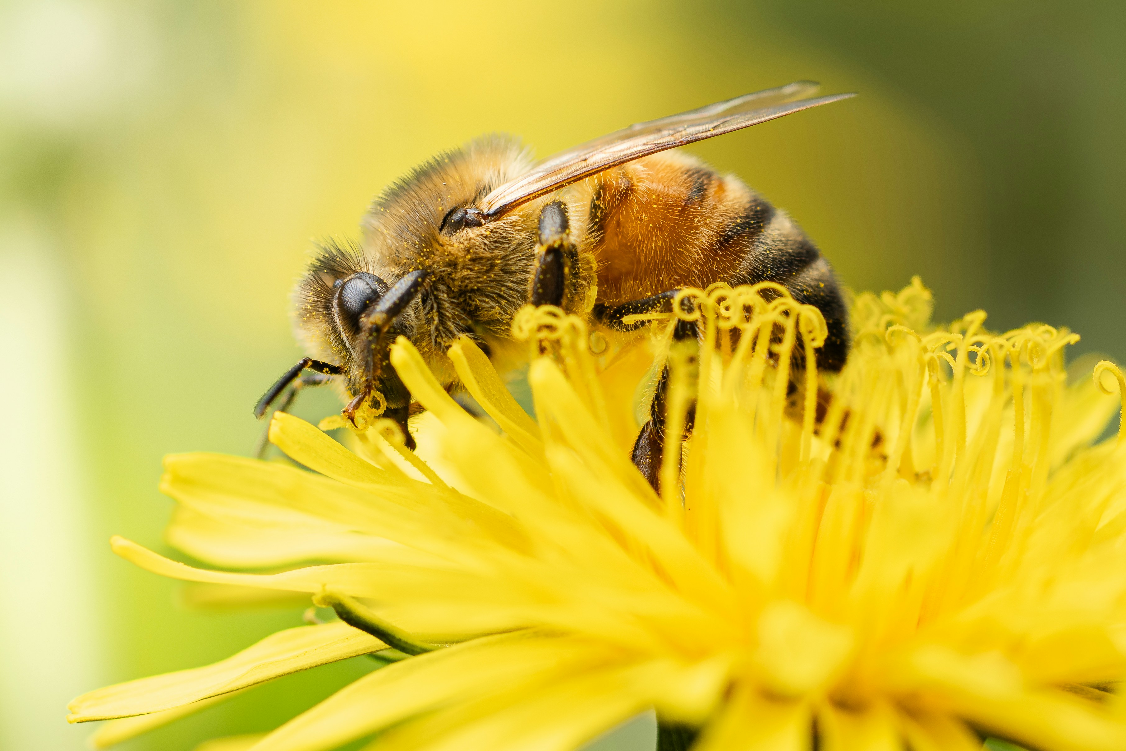 Golden Harvester: A Bee Dances Across a Sunlit Bloom