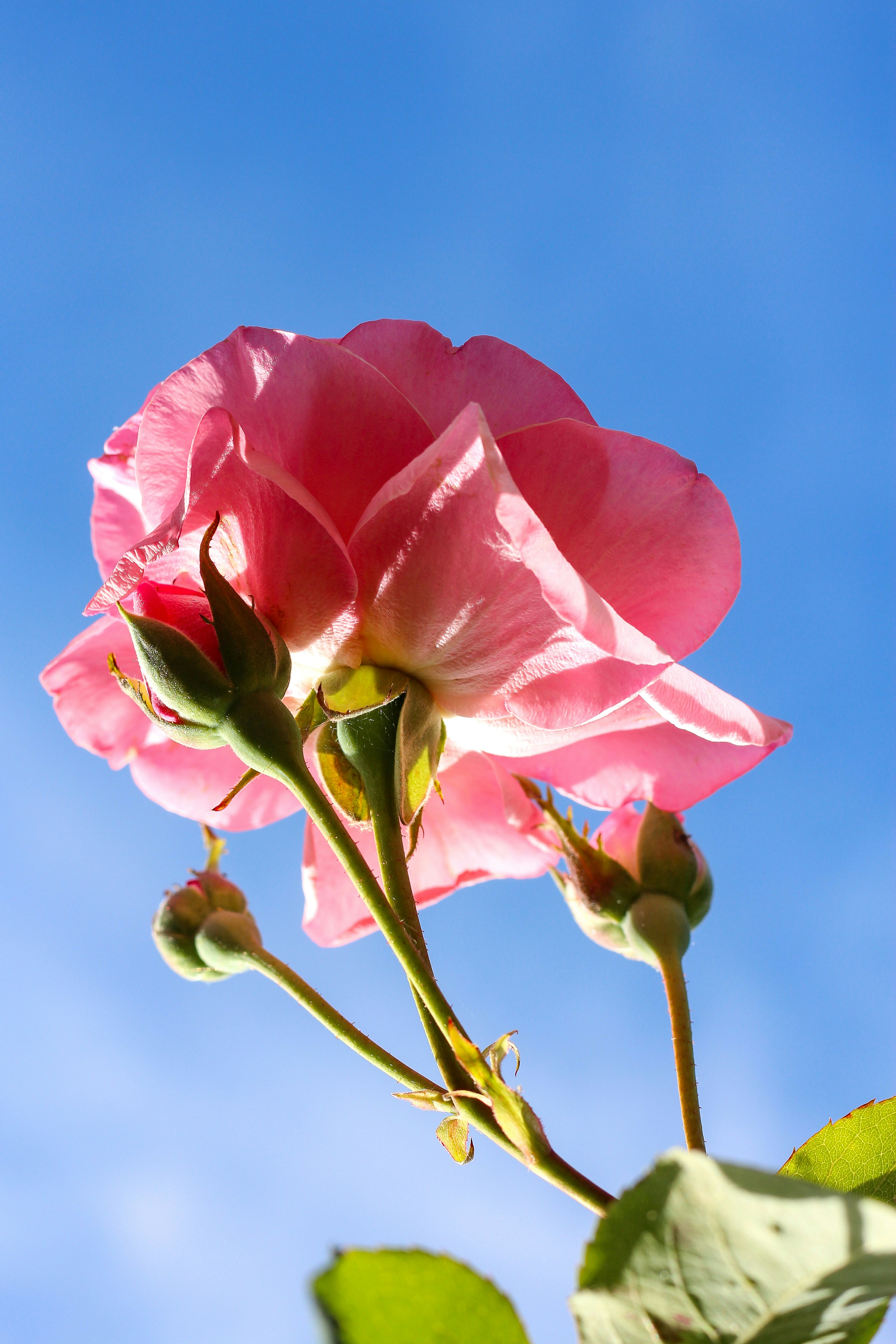 Pink Rose against a Clear Sky: A Close-Up of Blooming Petals