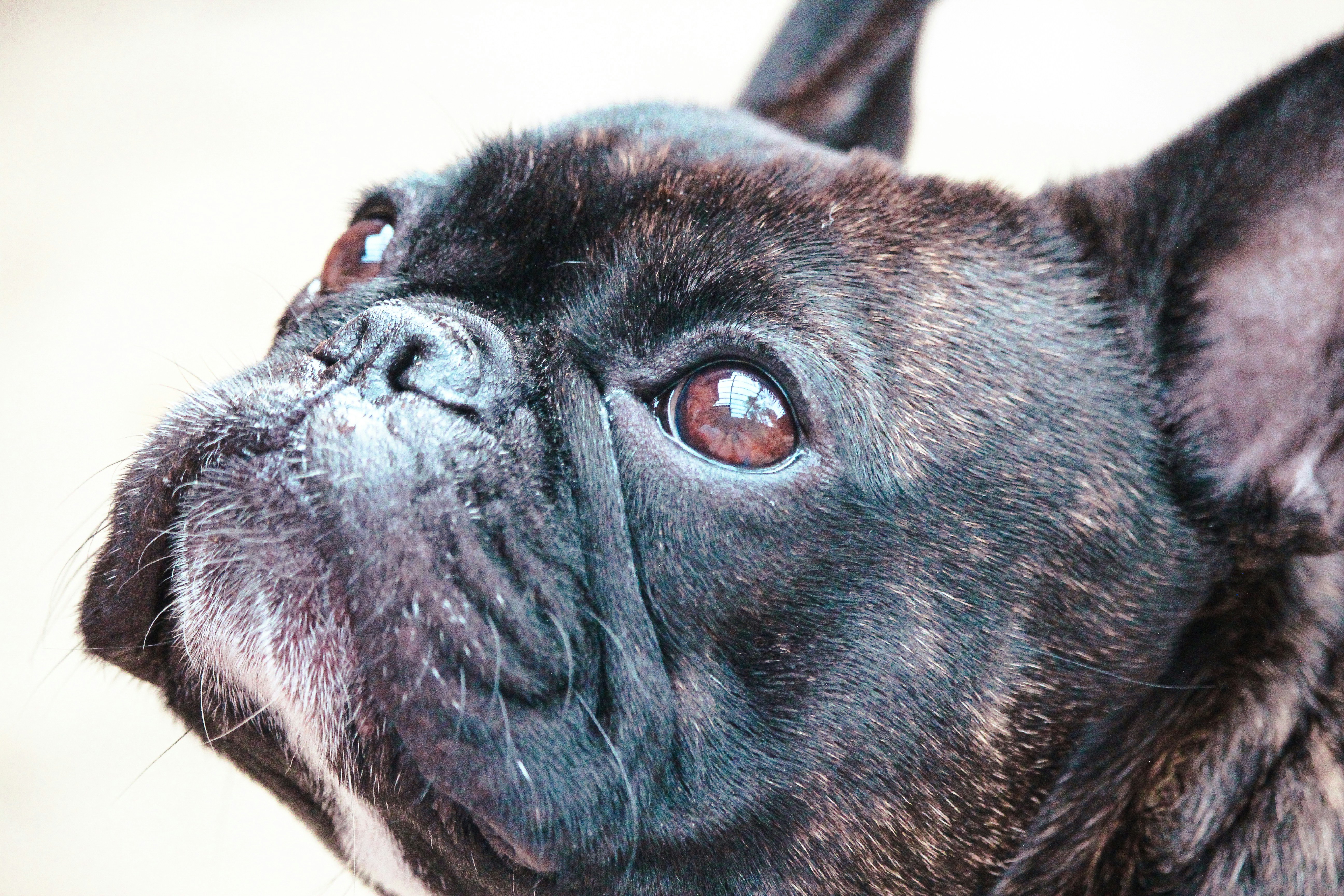 Close-up of a French Bulldog's expressive gaze