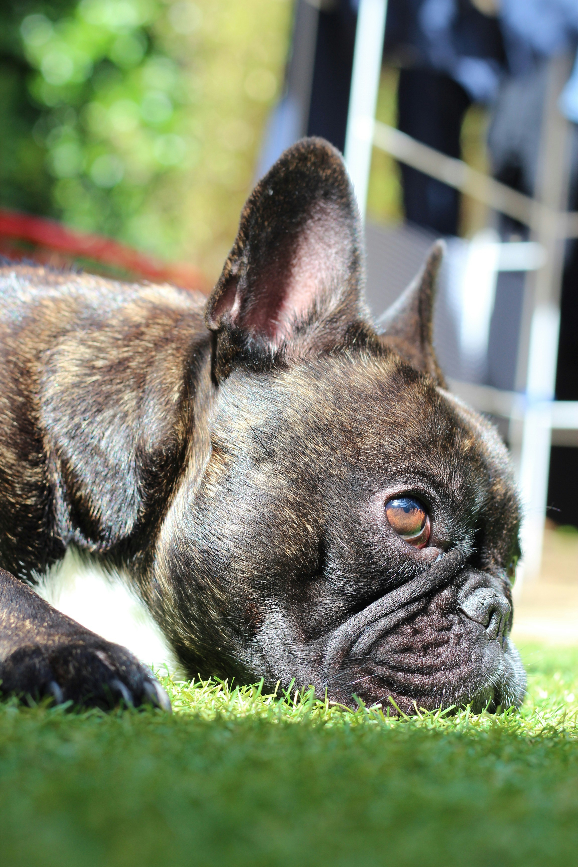Resting Pup: A Bulldog-like Moment on Sunlit Grass