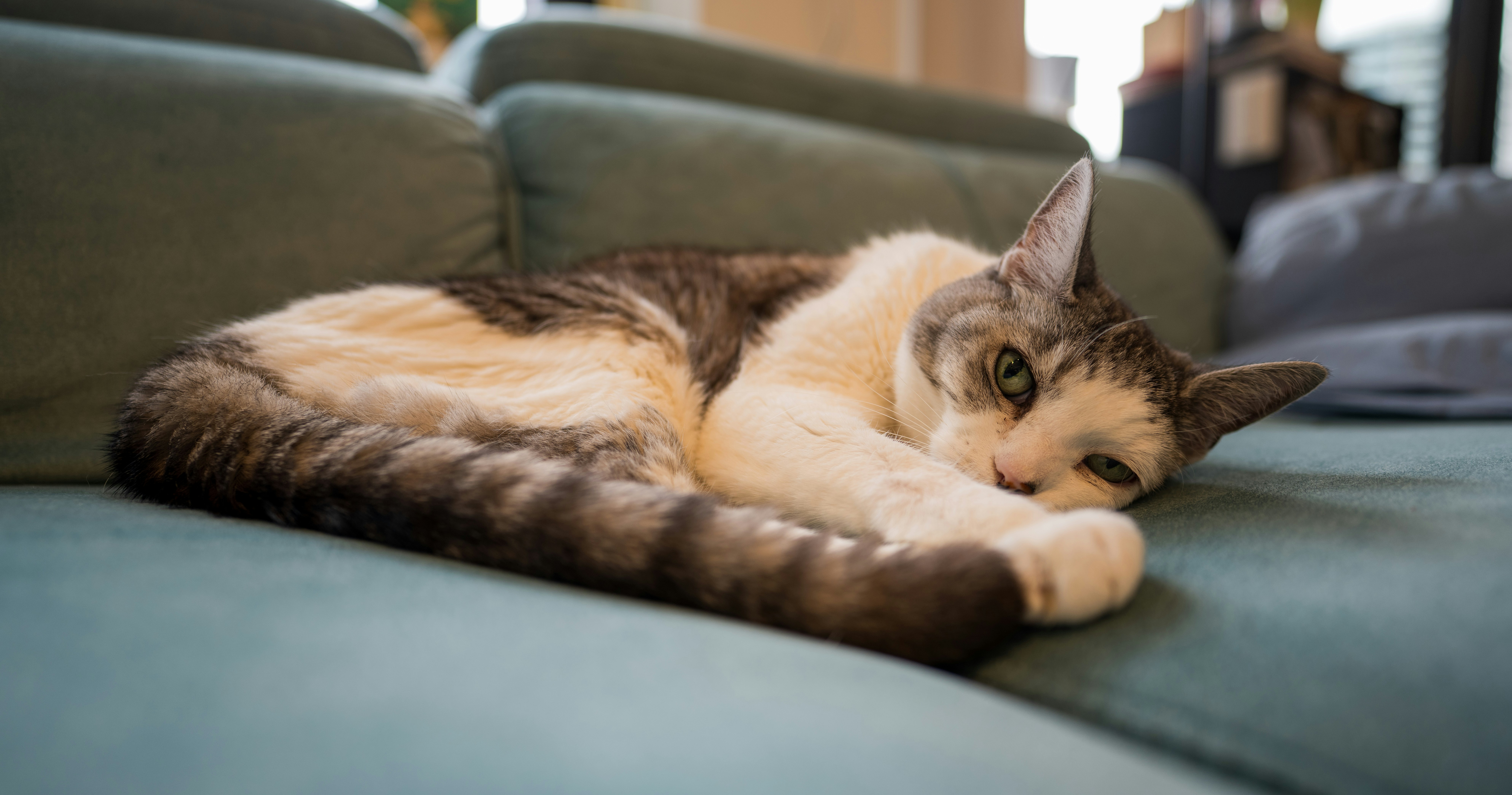 Lounge Lullaby: Resting Cat on a Quiet Sofa