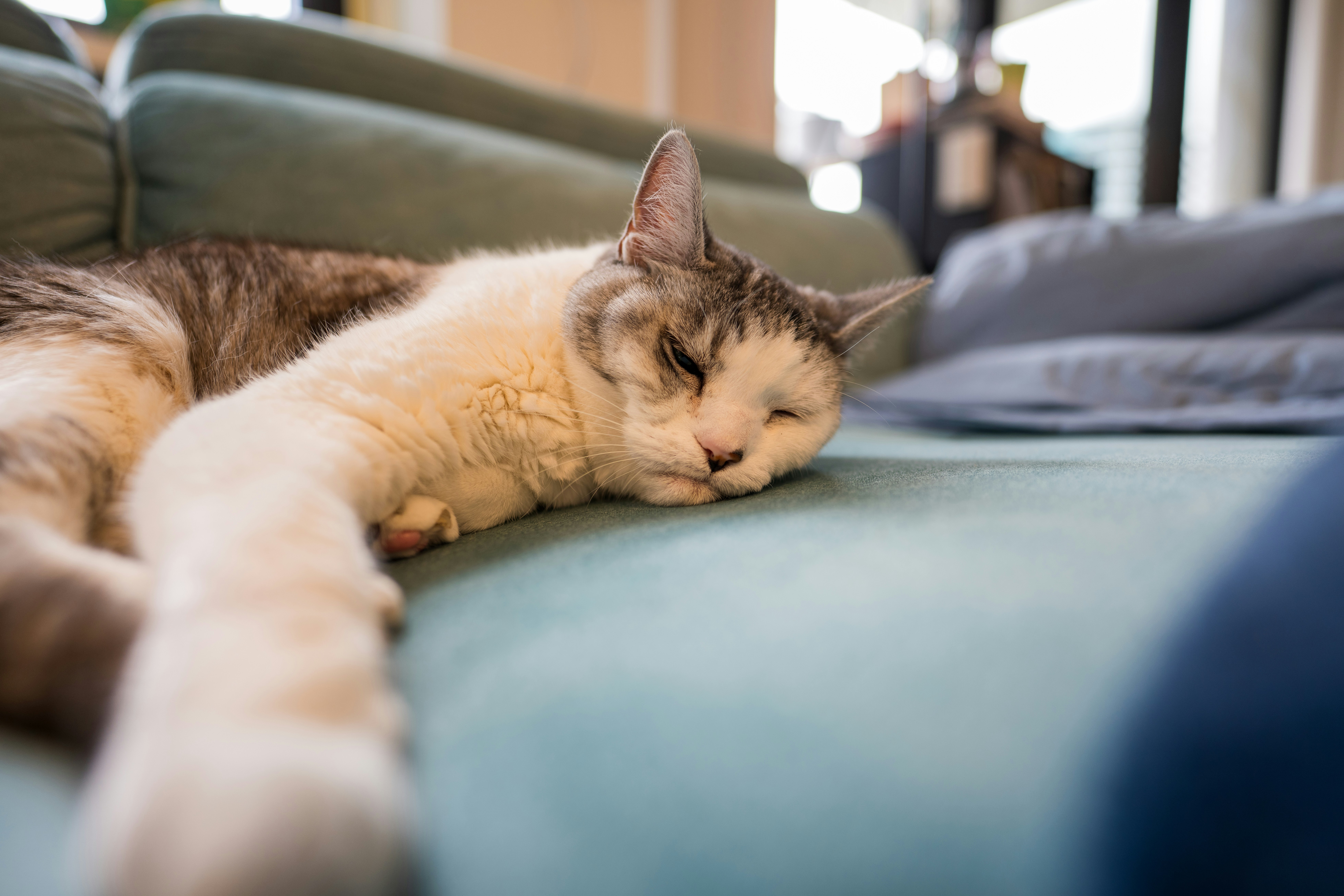 Soft Slumber on a Turquoise Couch