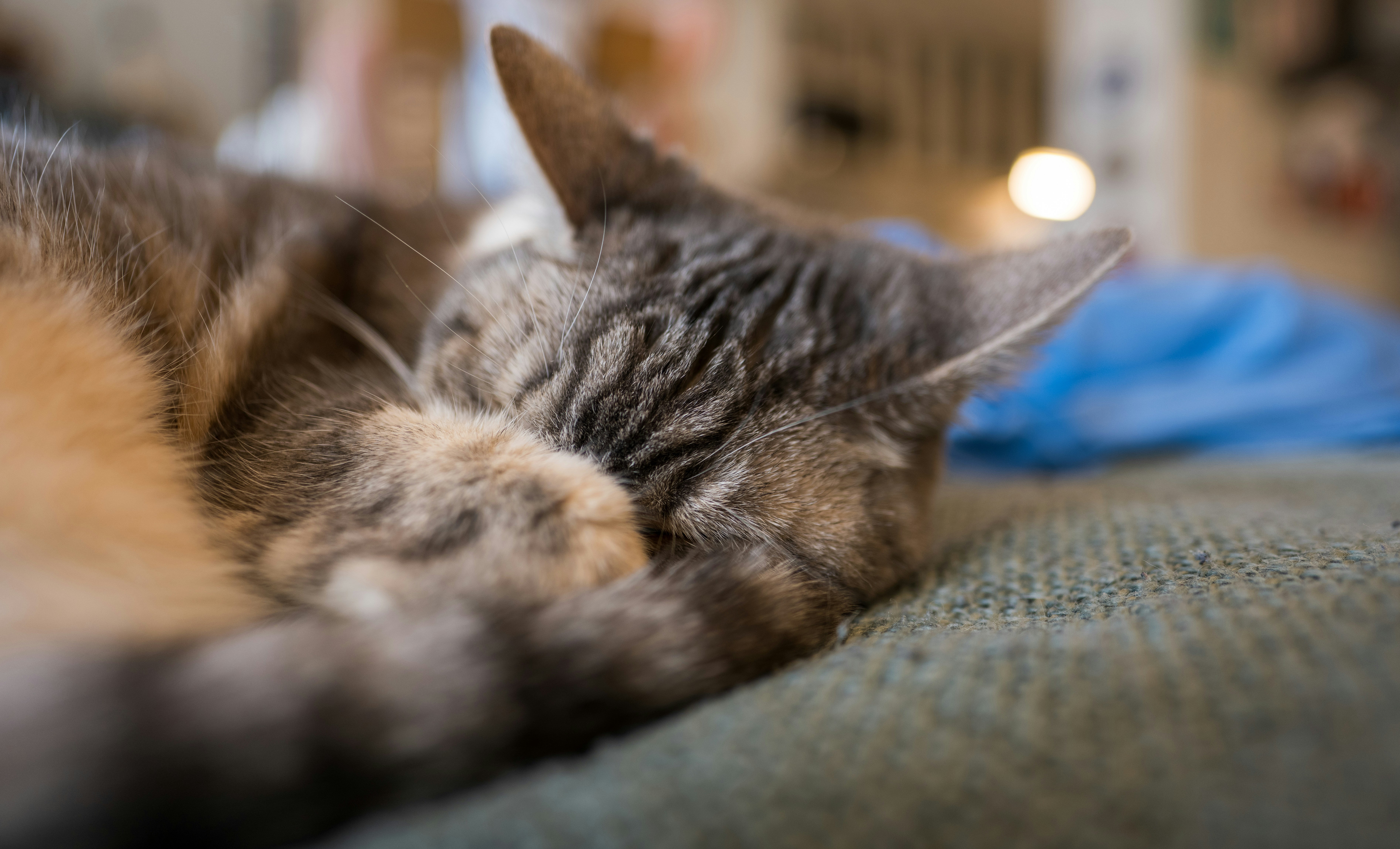 Sleeping cat on a cozy couch with soft blur and warm lighting