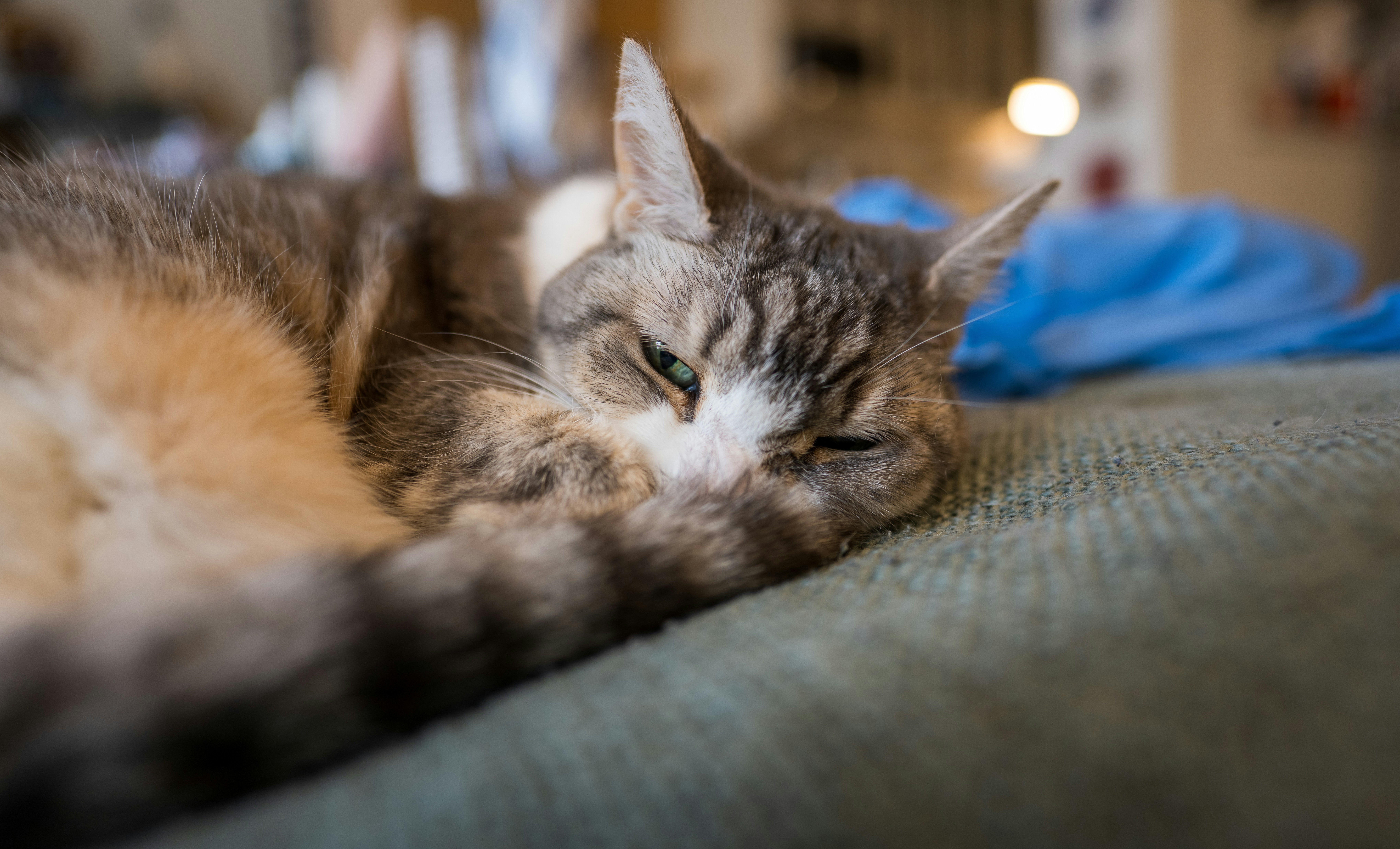 Drowsy Cat on a Sunlit Sofa