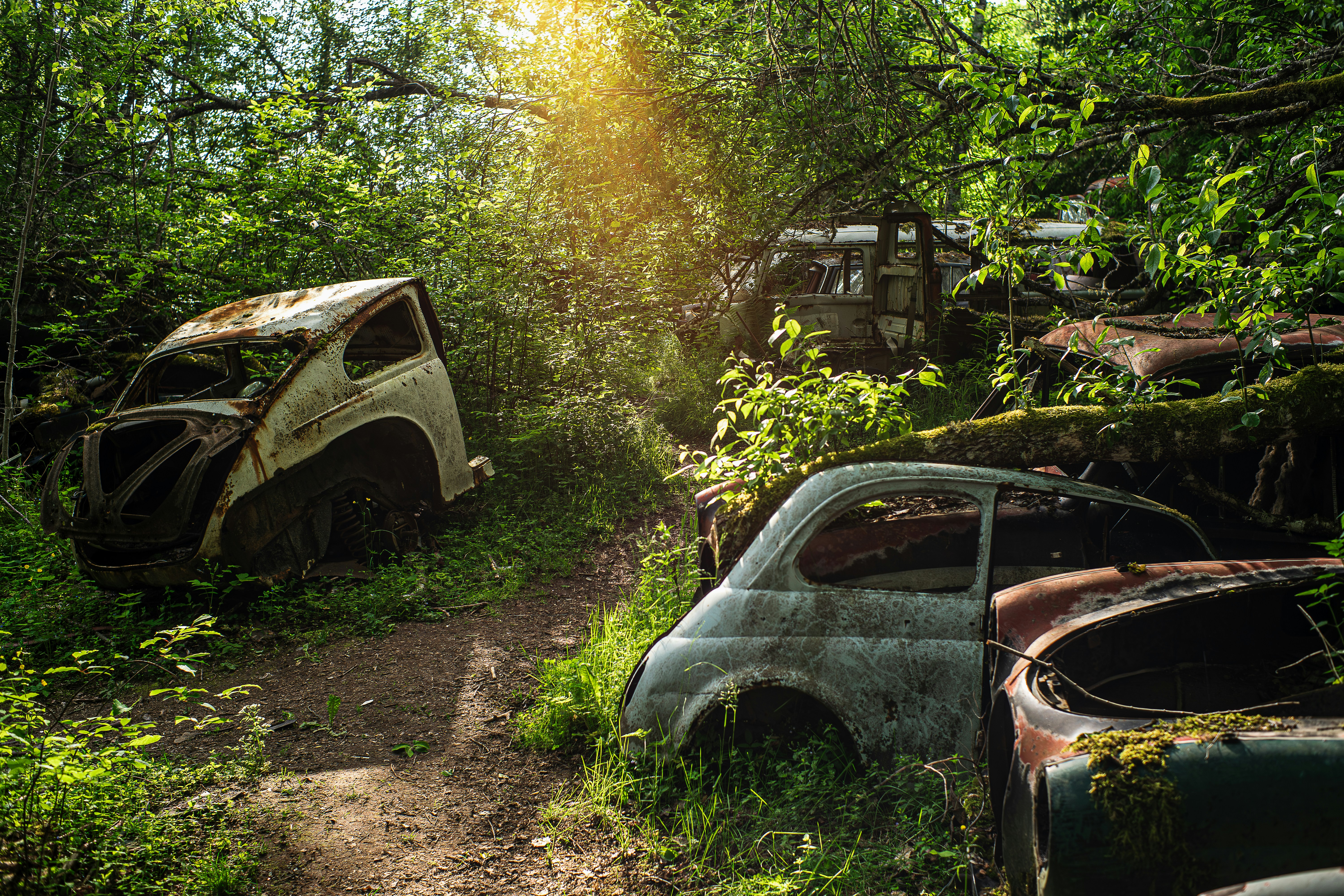 Overgrown Relics: Sunlit Path Through a Grove of Rusted Cars