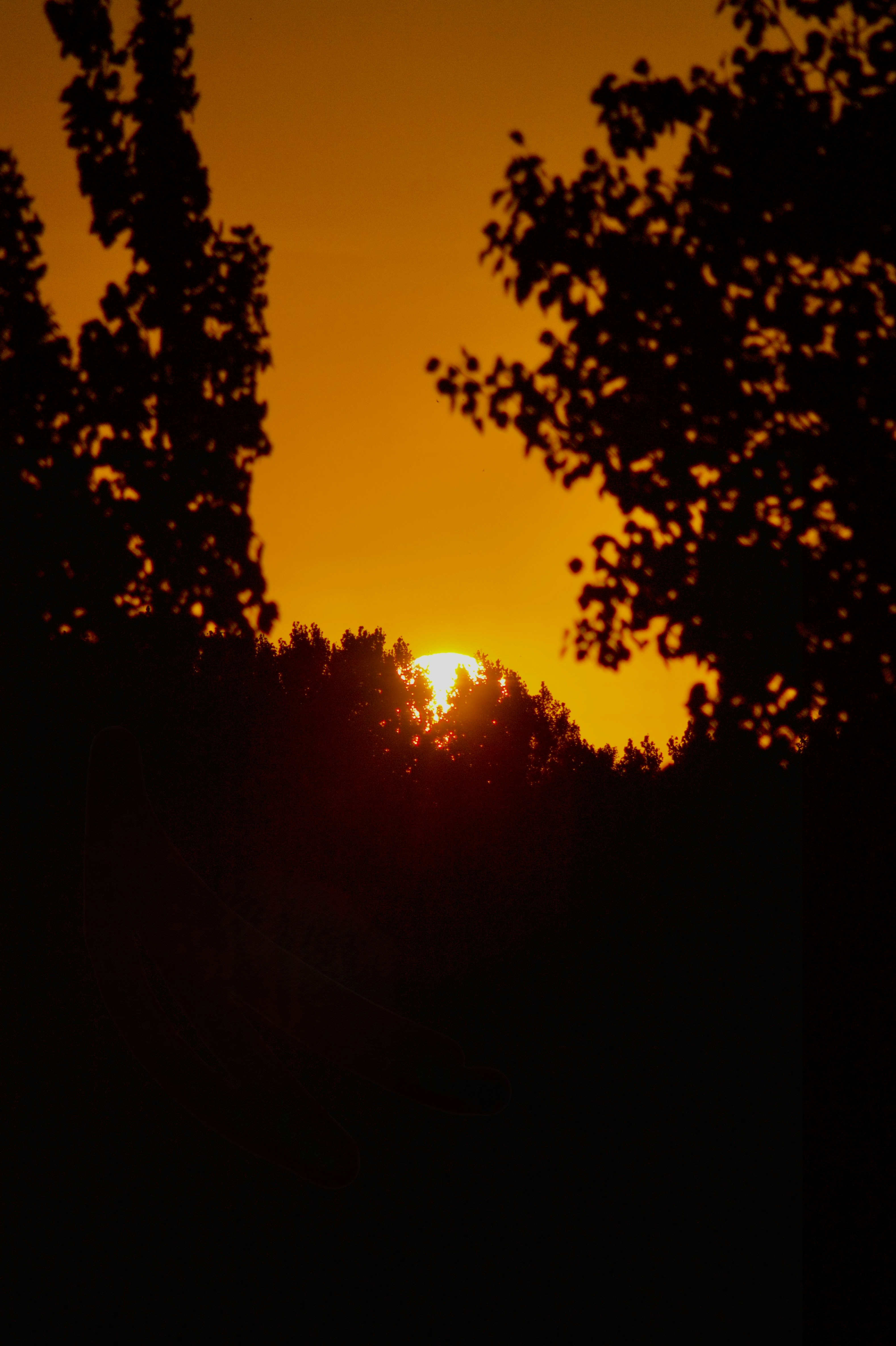 Silhouetted trees frame a bright setting sun against a warm orange sky, with the horizon line low and the glow diffused through foliage. This scene emphasizes natural contrast rather than foreground detail. © Note: artwork/photo appears as a landscape capture.