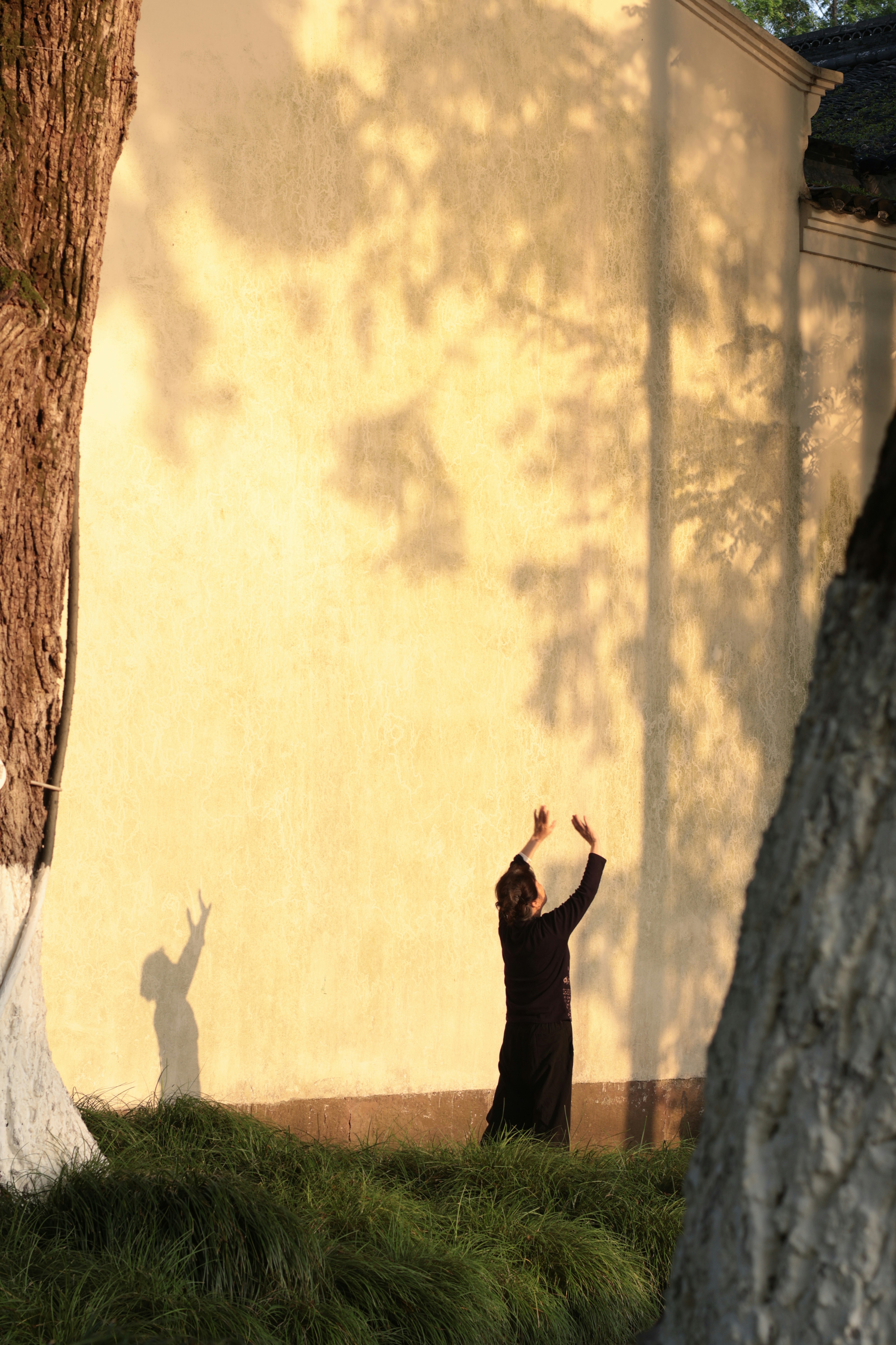 Shadows and Grace in a Sunlit Wall