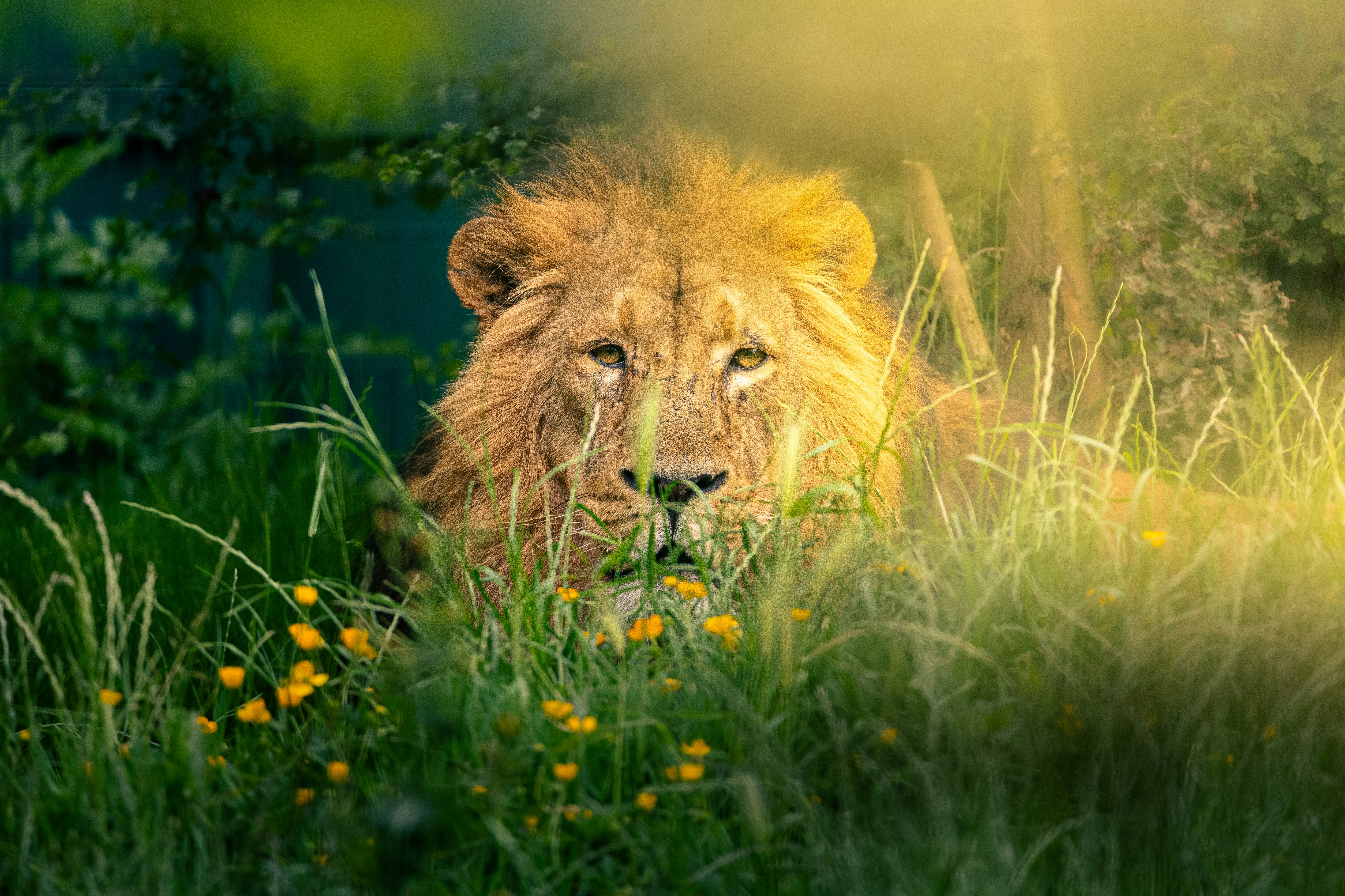 Ambushed by Dappled Light: The King in a Field