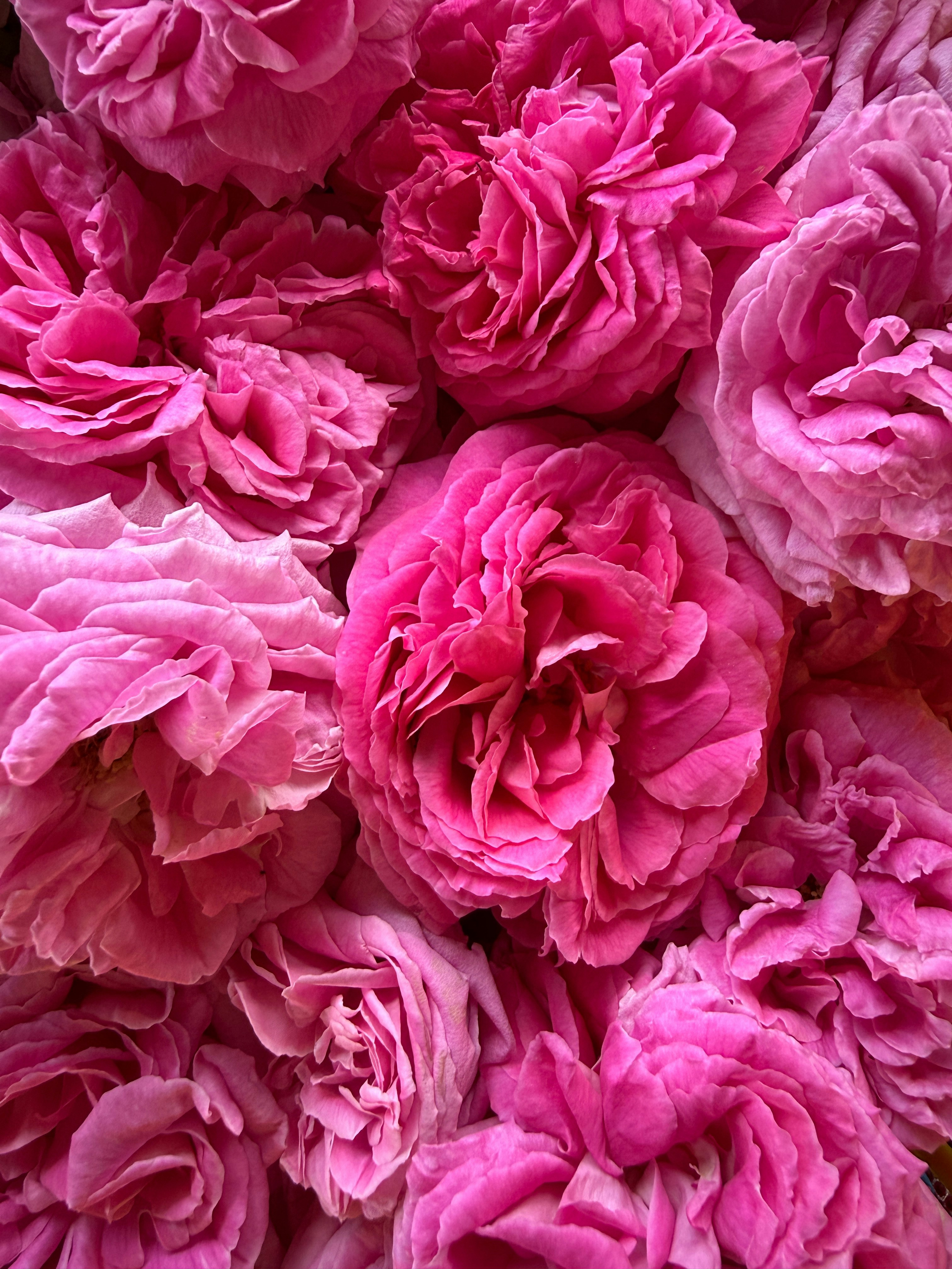 Crimson Roses in Bloom: A Sea of Petal Depth