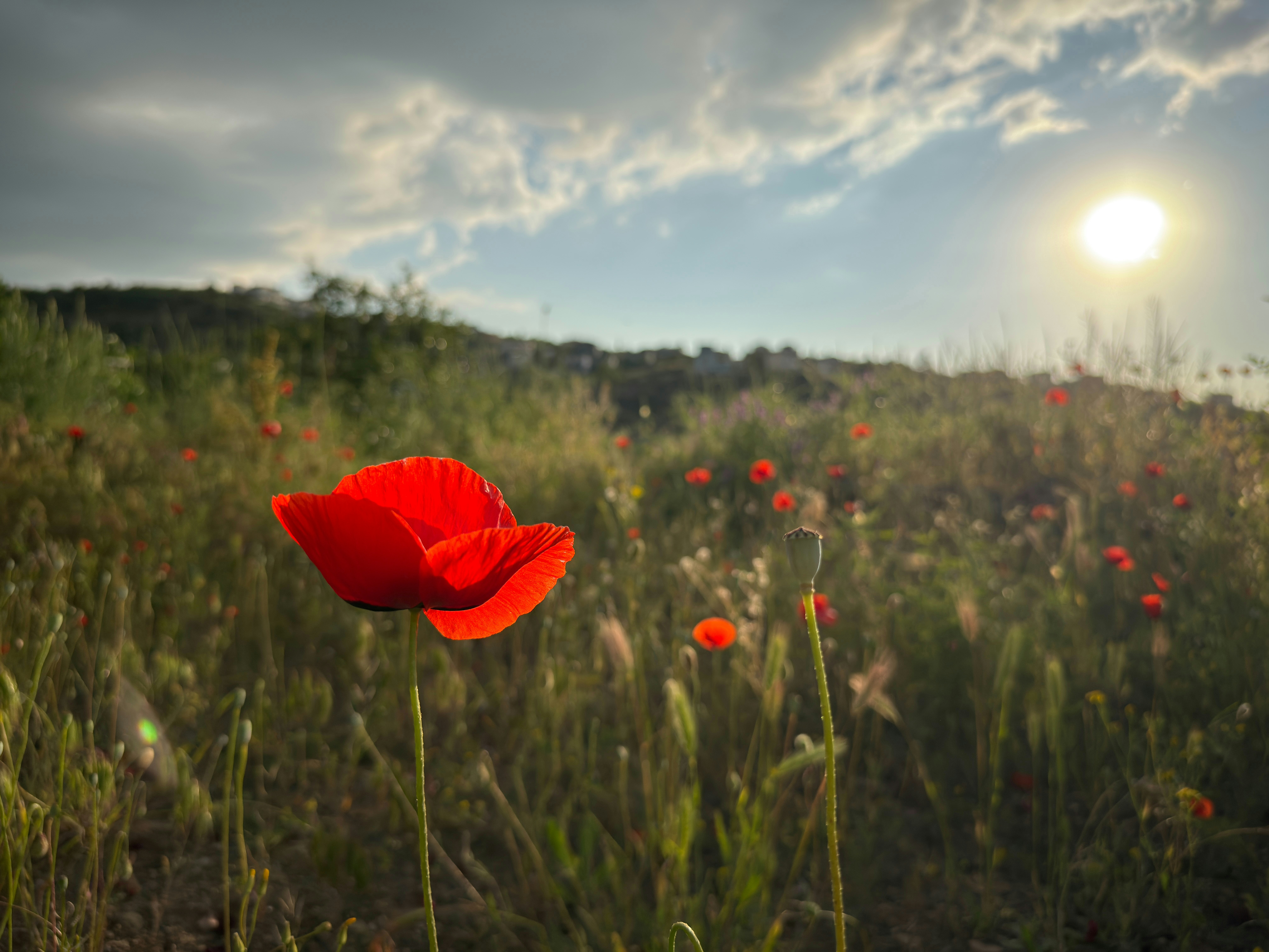 Red Sail in a Sea of Grass at Golden Hour