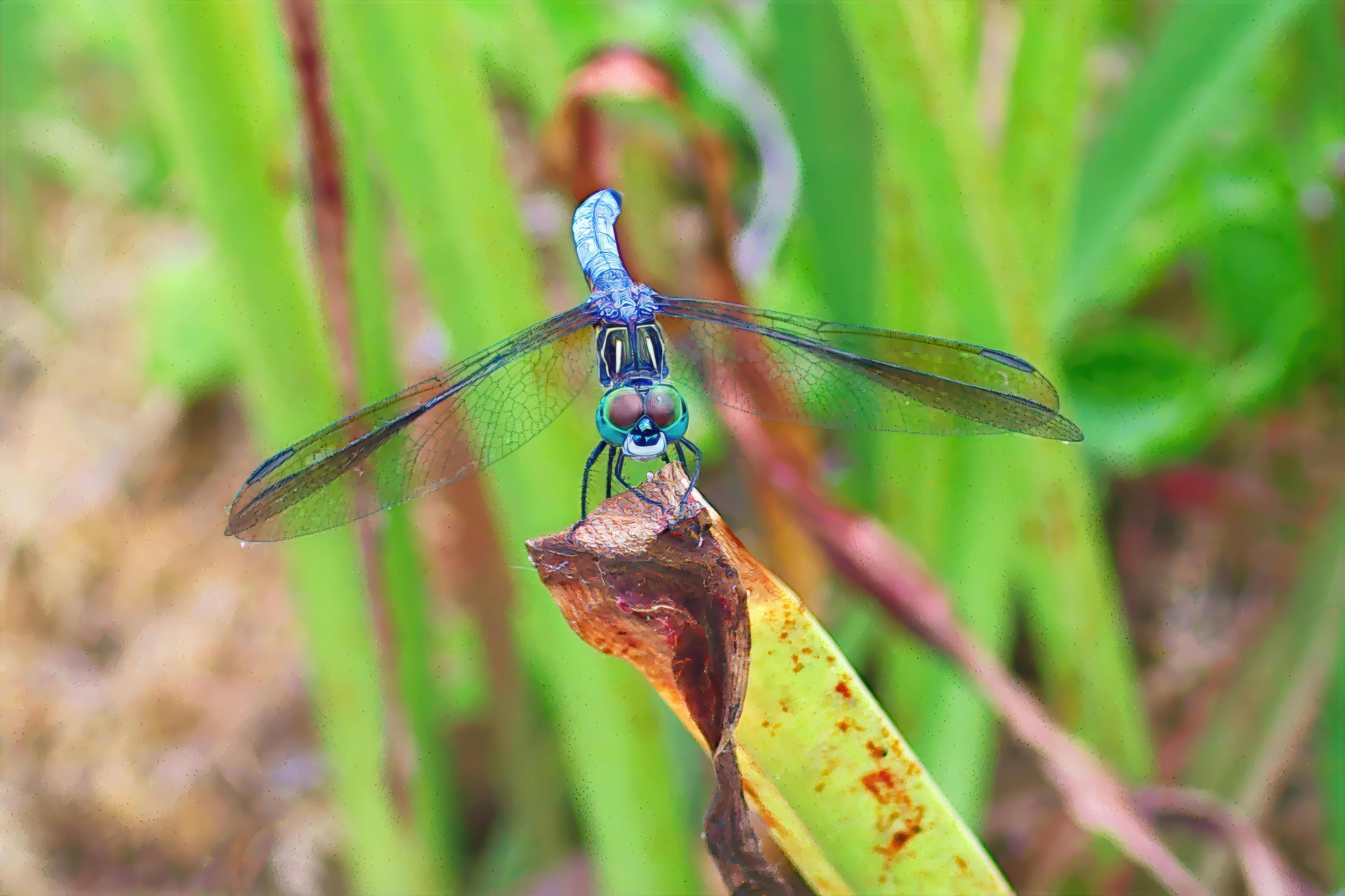Azure Dragonfly Perched on a Withered Leaf