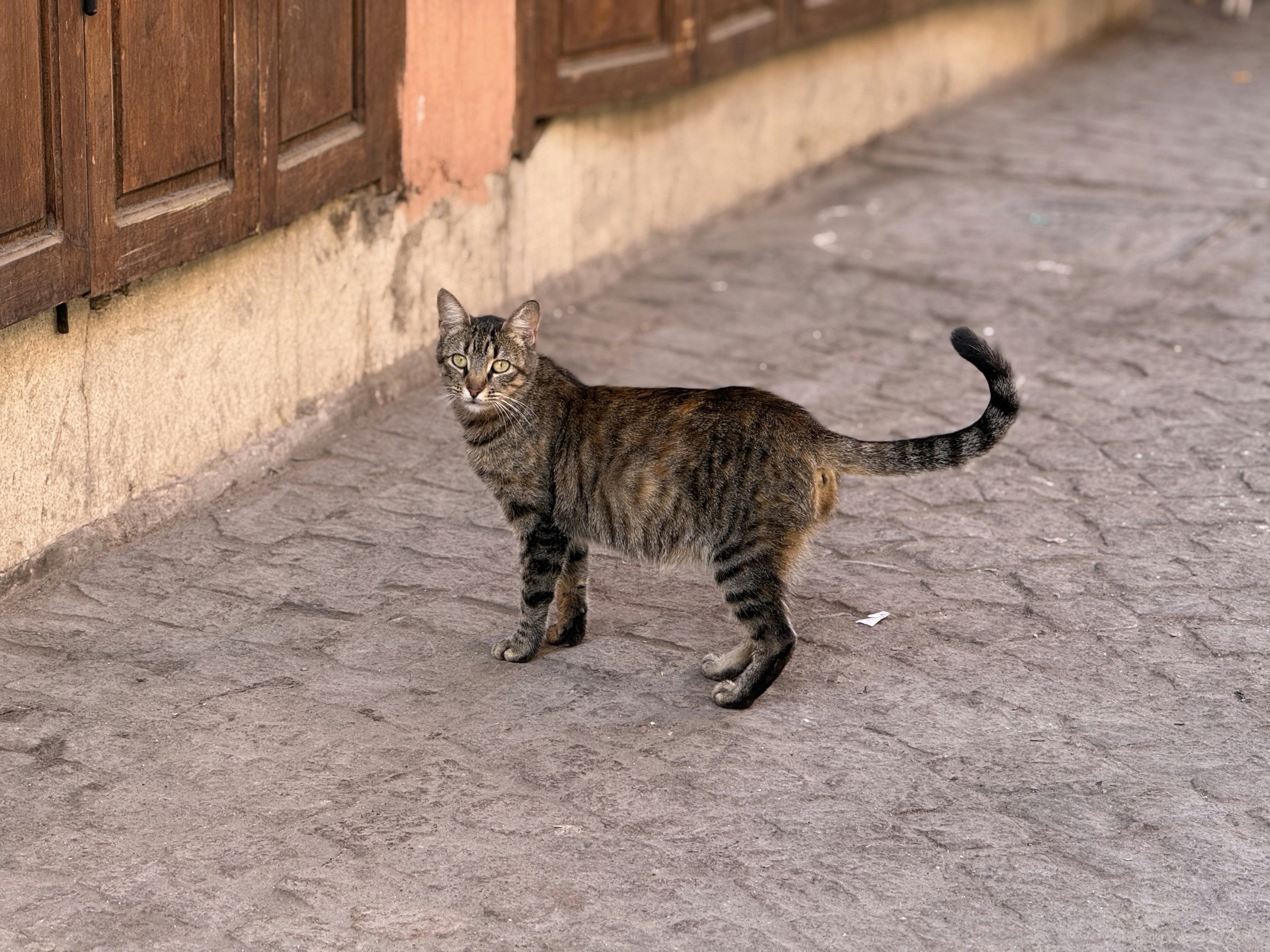 A striped tabby cat stands on a textured cobblestone path beside a building, its gaze directed toward the camera. The scene emphasizes the cat as the focal subject against a muted urban backdrop.