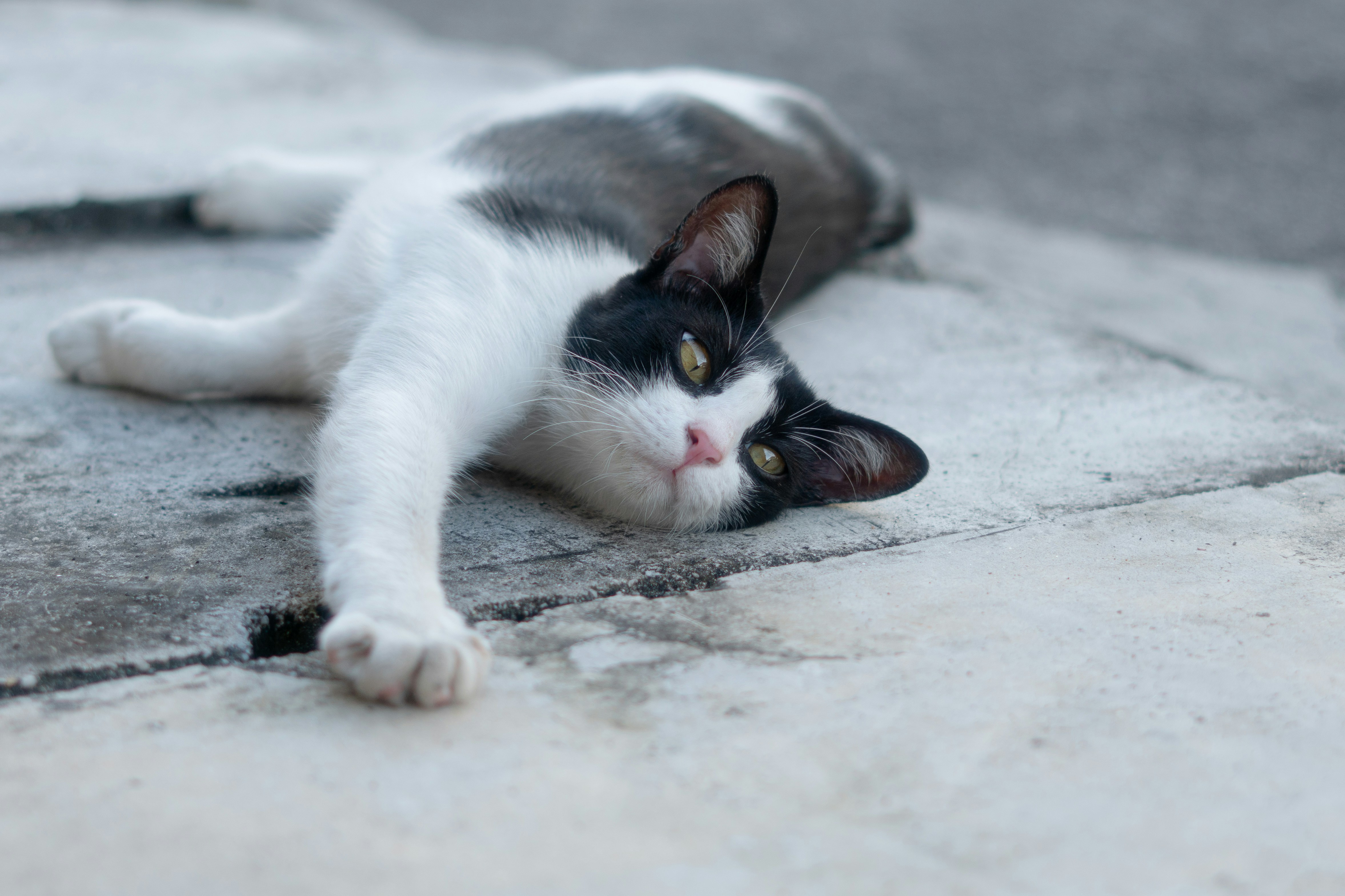Lying Cat: A Quiet Moment of Sleep on Concrete
