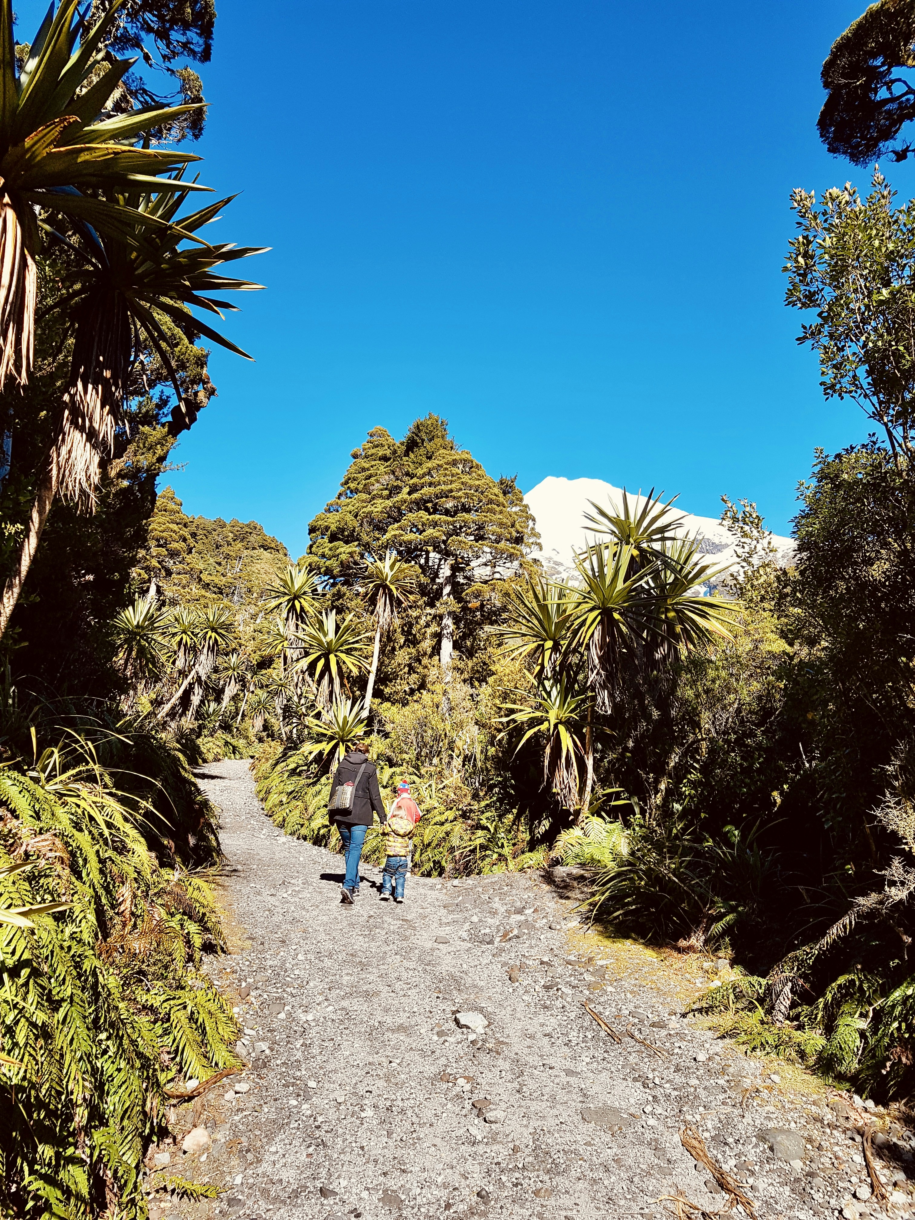 Trail to the Sunlit Summit
