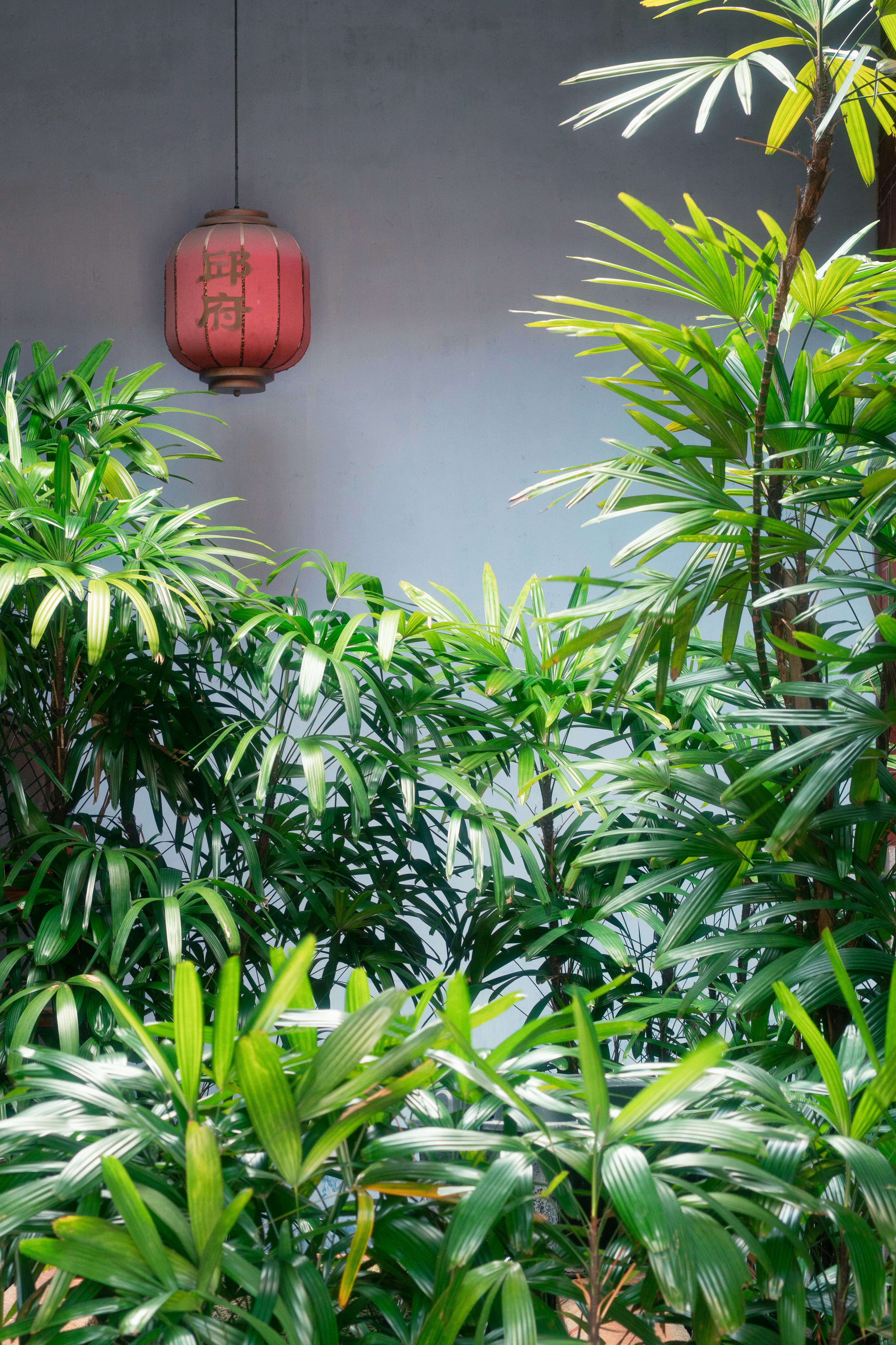 Lantern Above the Green Wall
