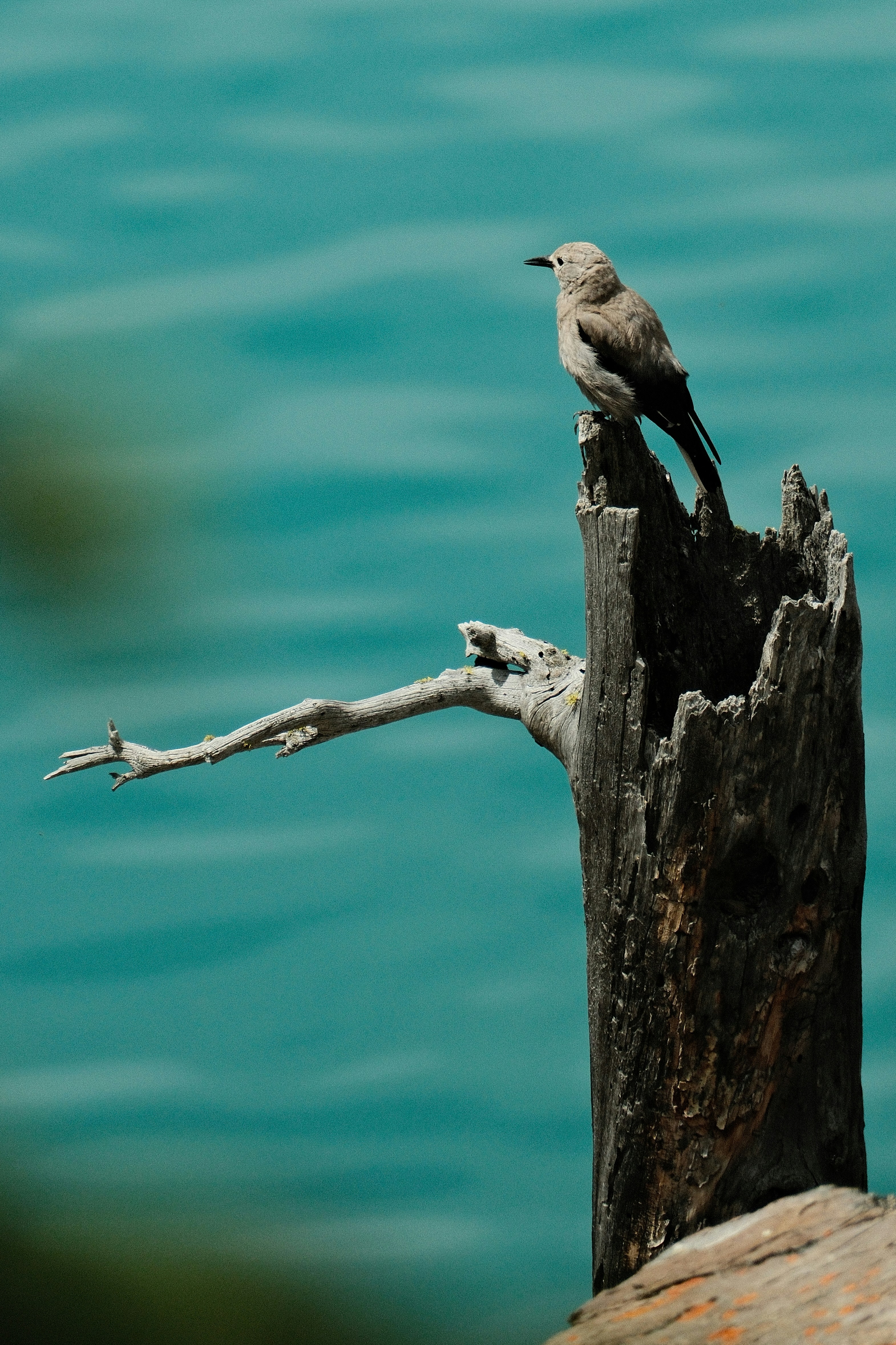 Perched on a weathered post, a lone shorebird surveys turquoise calm