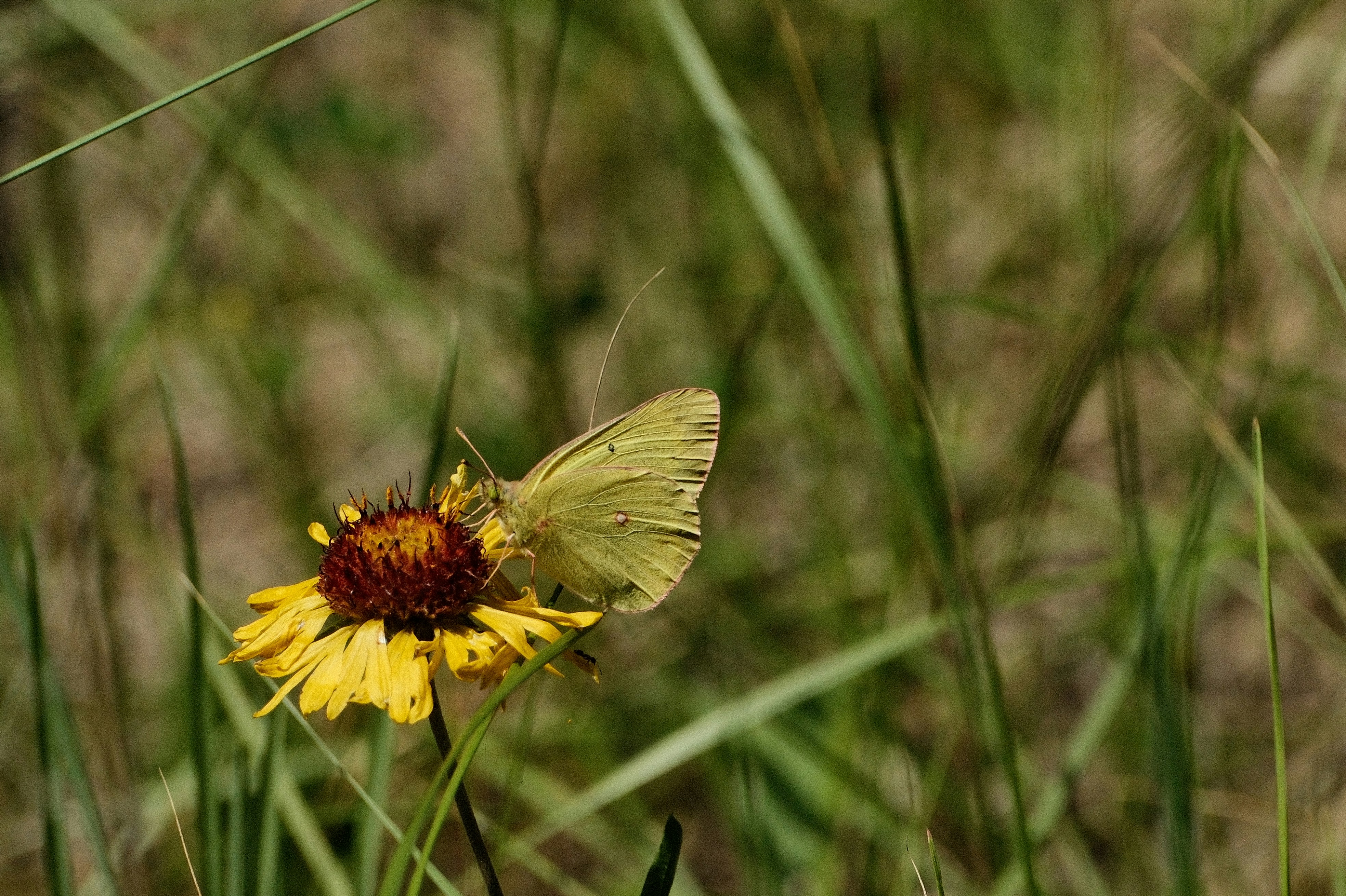 Yellow Bloom, Green Wing: A Delicate Butterfly on a Fieldflower