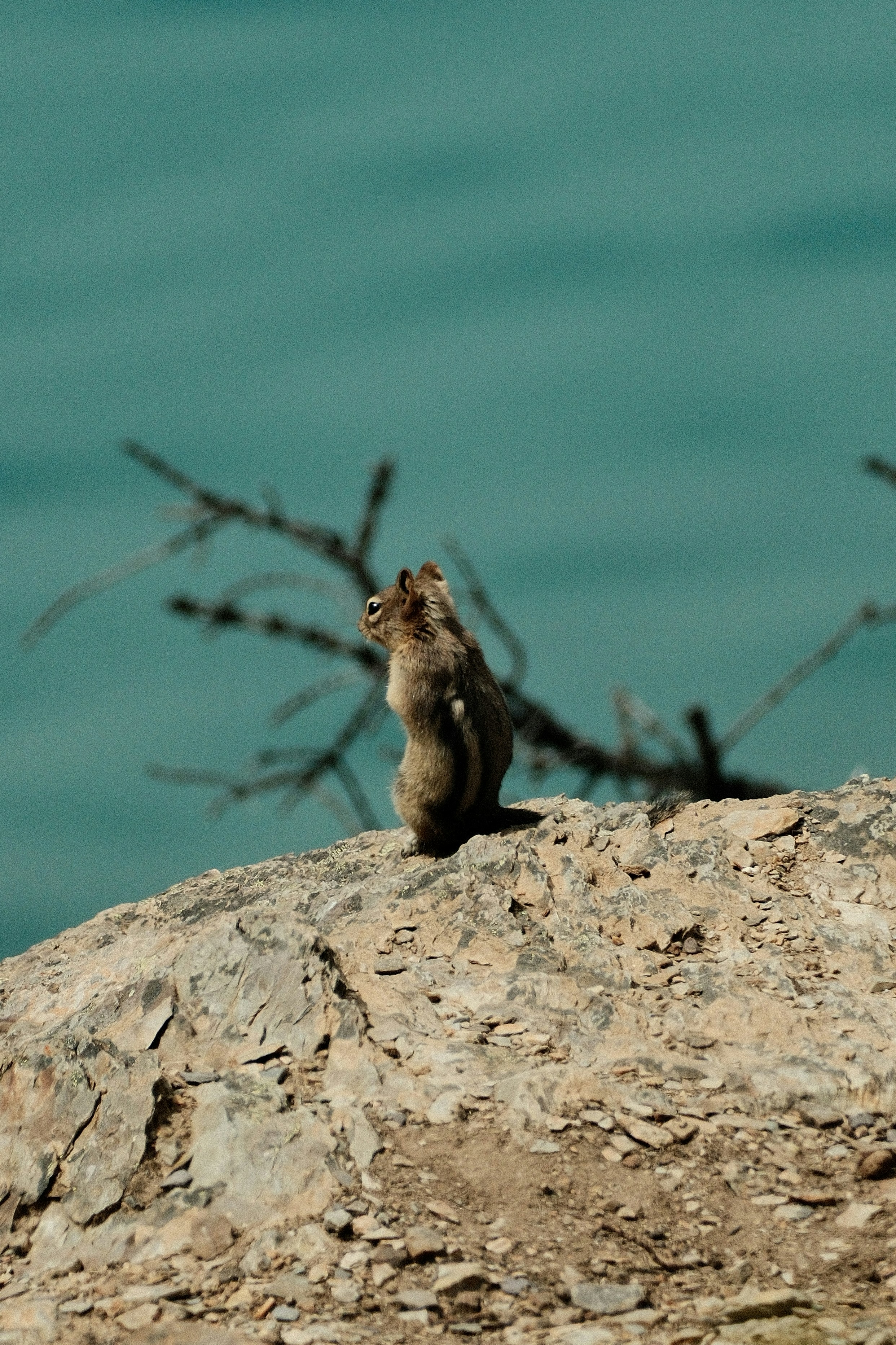 Squirrel Standout on a Granite Outcrop by Turquoise Waters