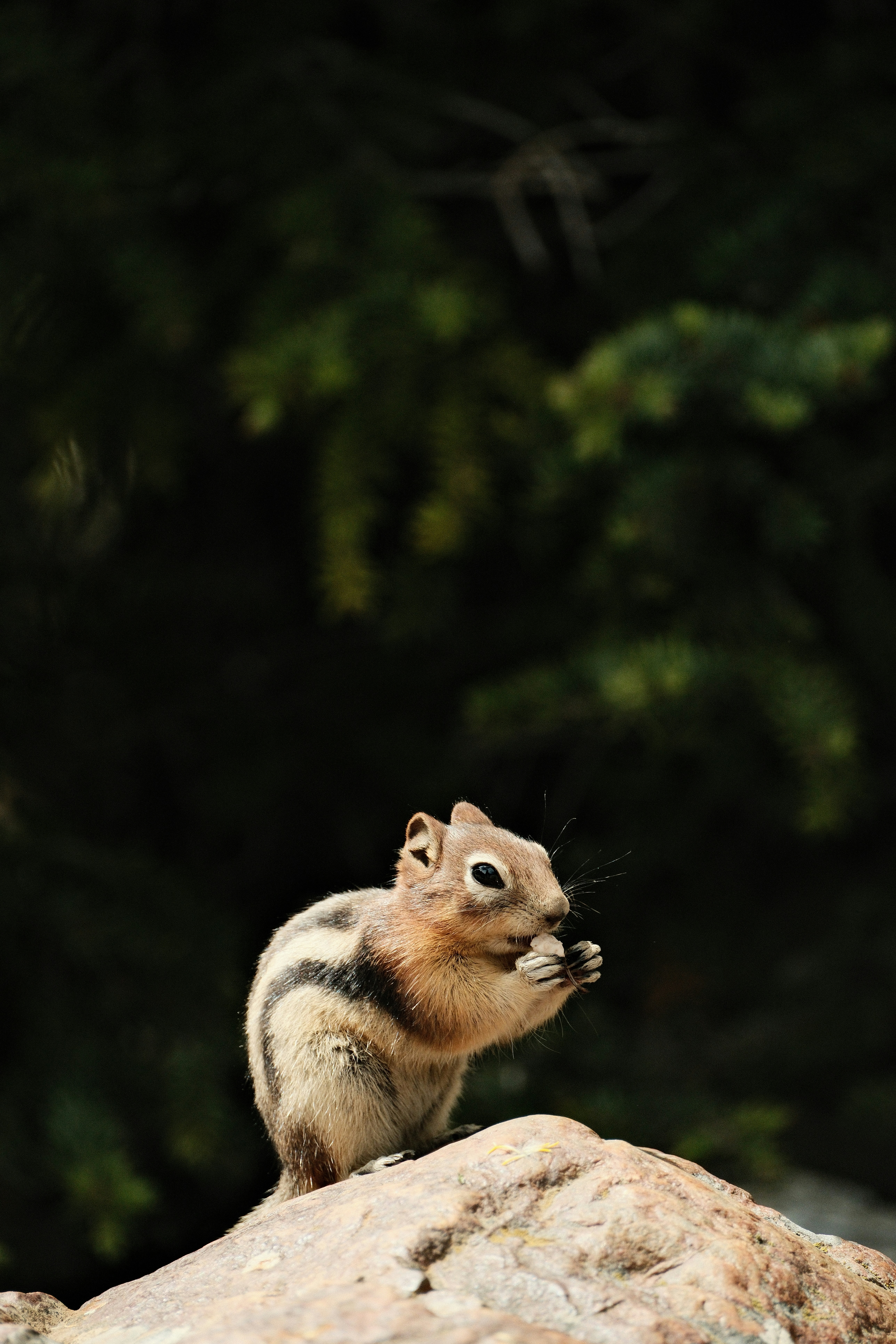 Chipmunk on a sunlit rock: a moment of snack-time