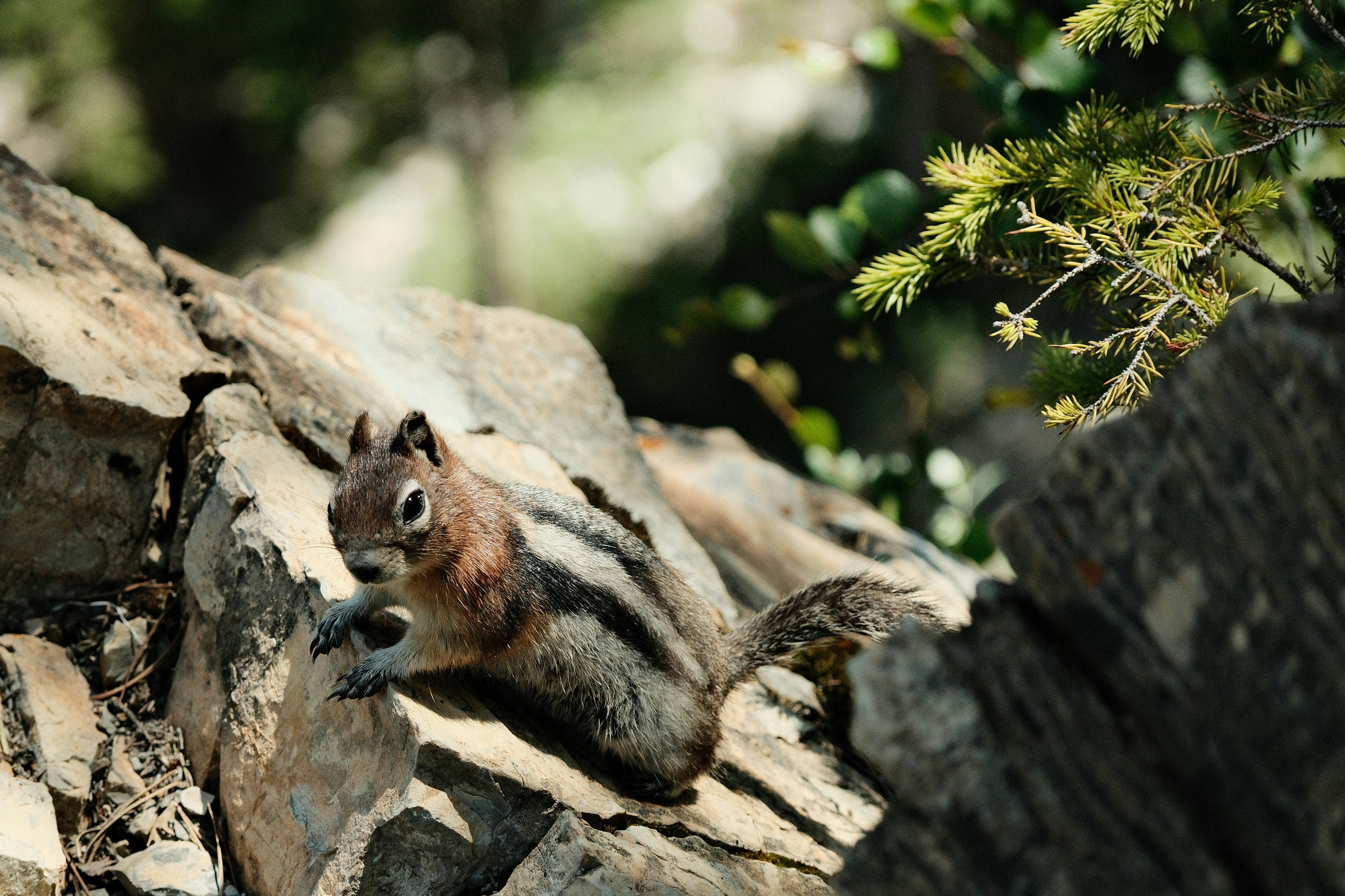 Sunlit Rock Stash: A Chipmunk's Quiet Forage