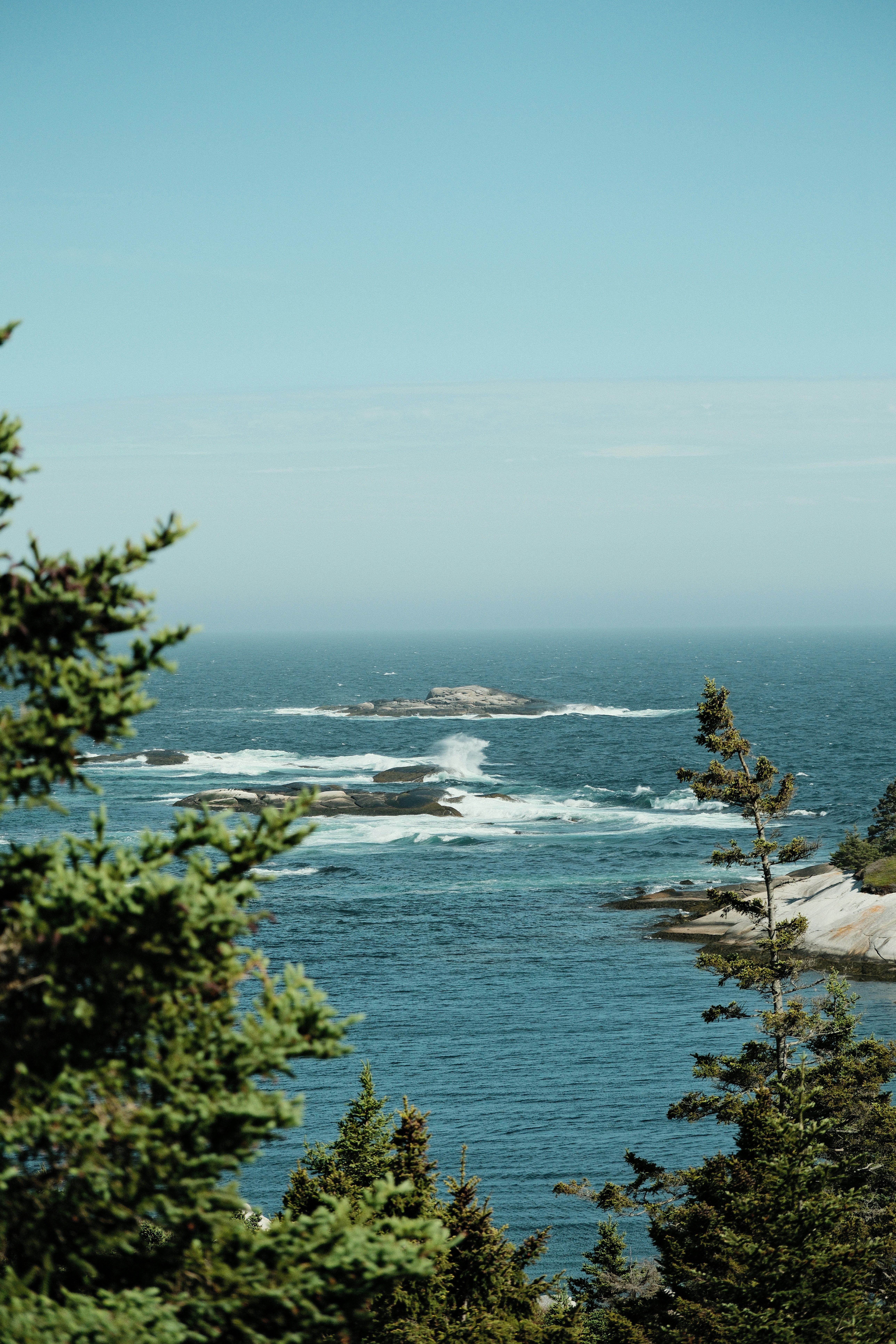 Coastal Pines Framing a Quiet Ocean Break