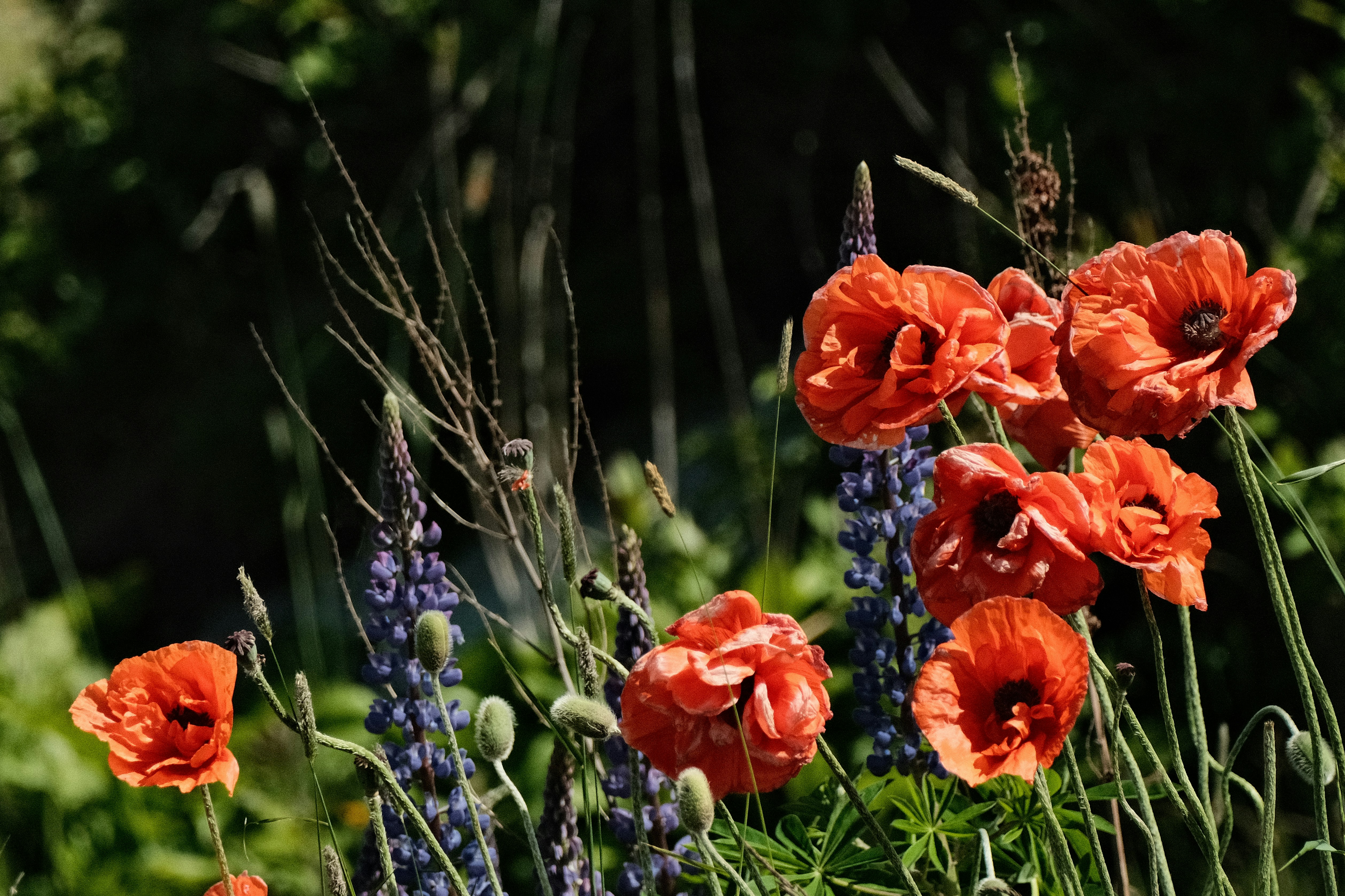 Crimson Cups in a Quiet Meadow