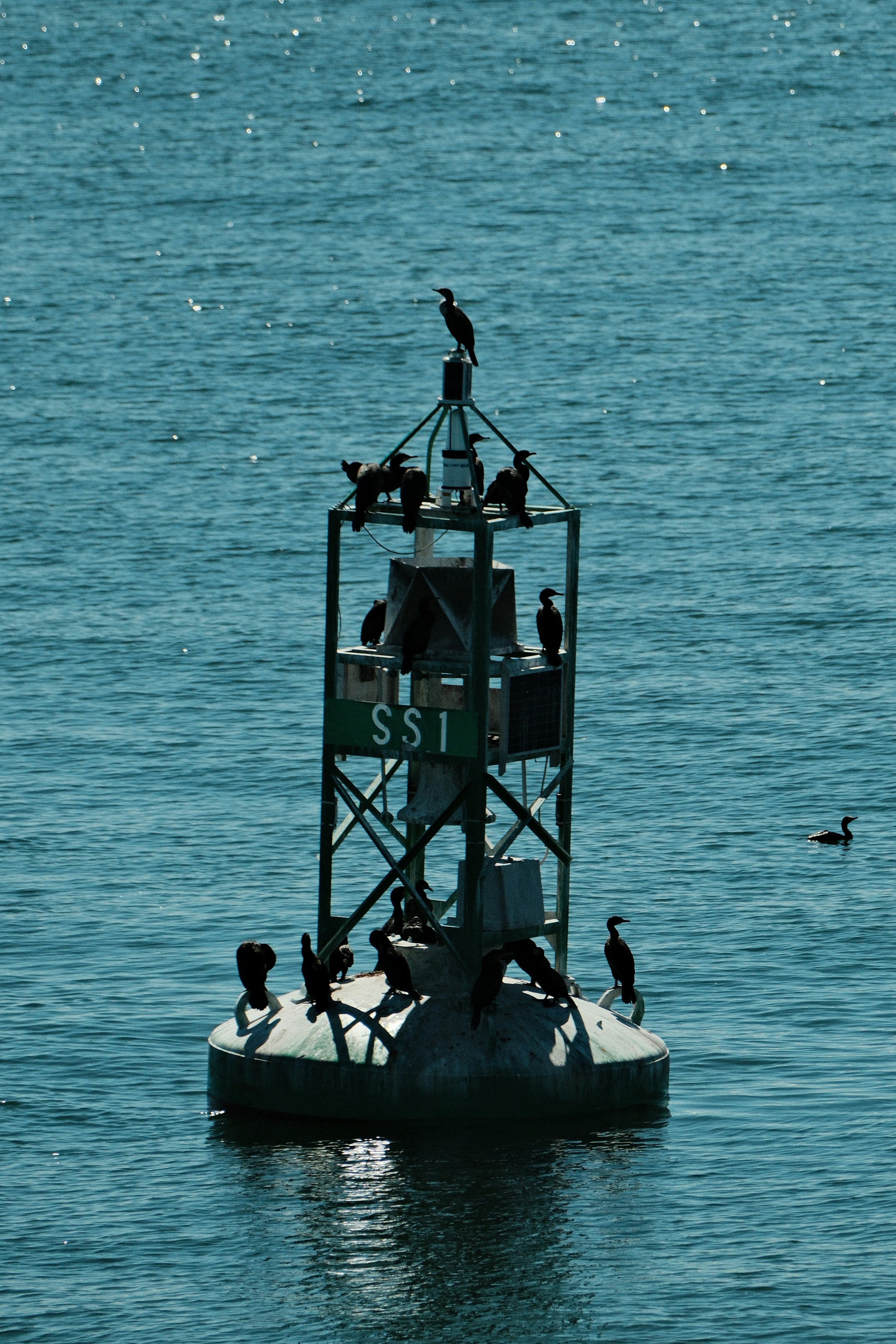 Birds Take Shelter on a Seafaring Buoy
