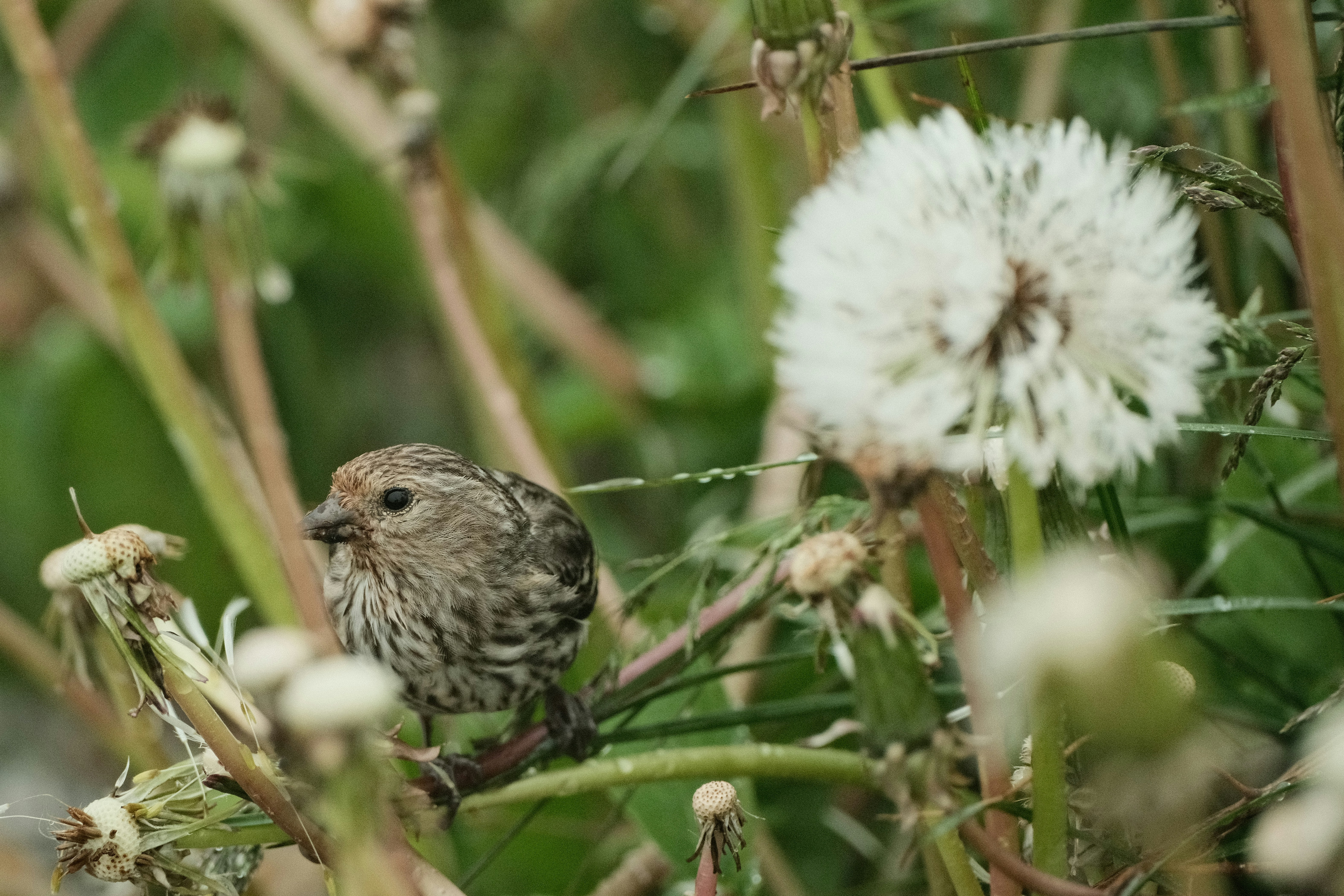 Miniature Songbird Amid Dandelion Whites