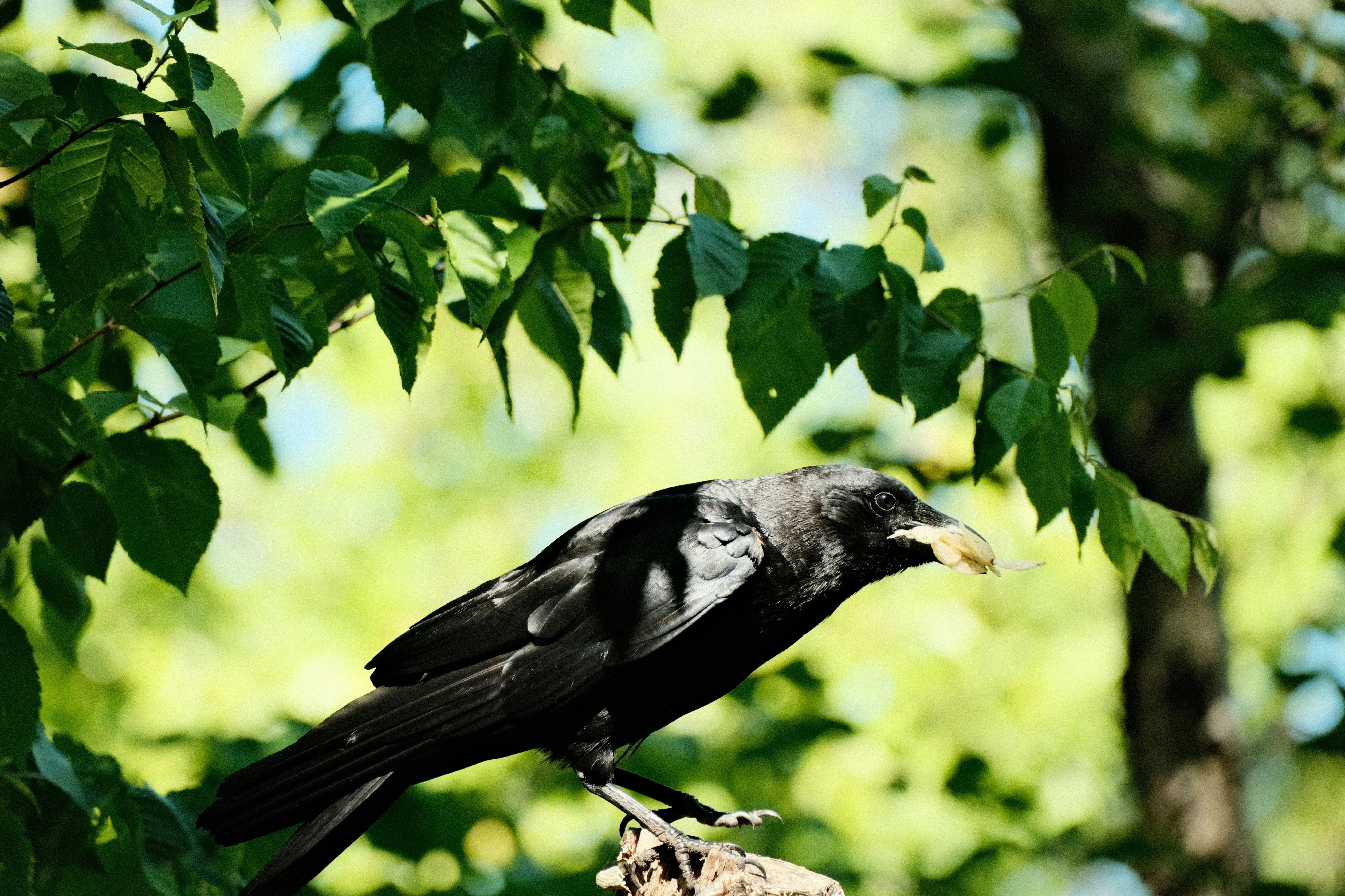 Midday Shadow: A Crow Perched on a Branch Amid Lush Green Canopy