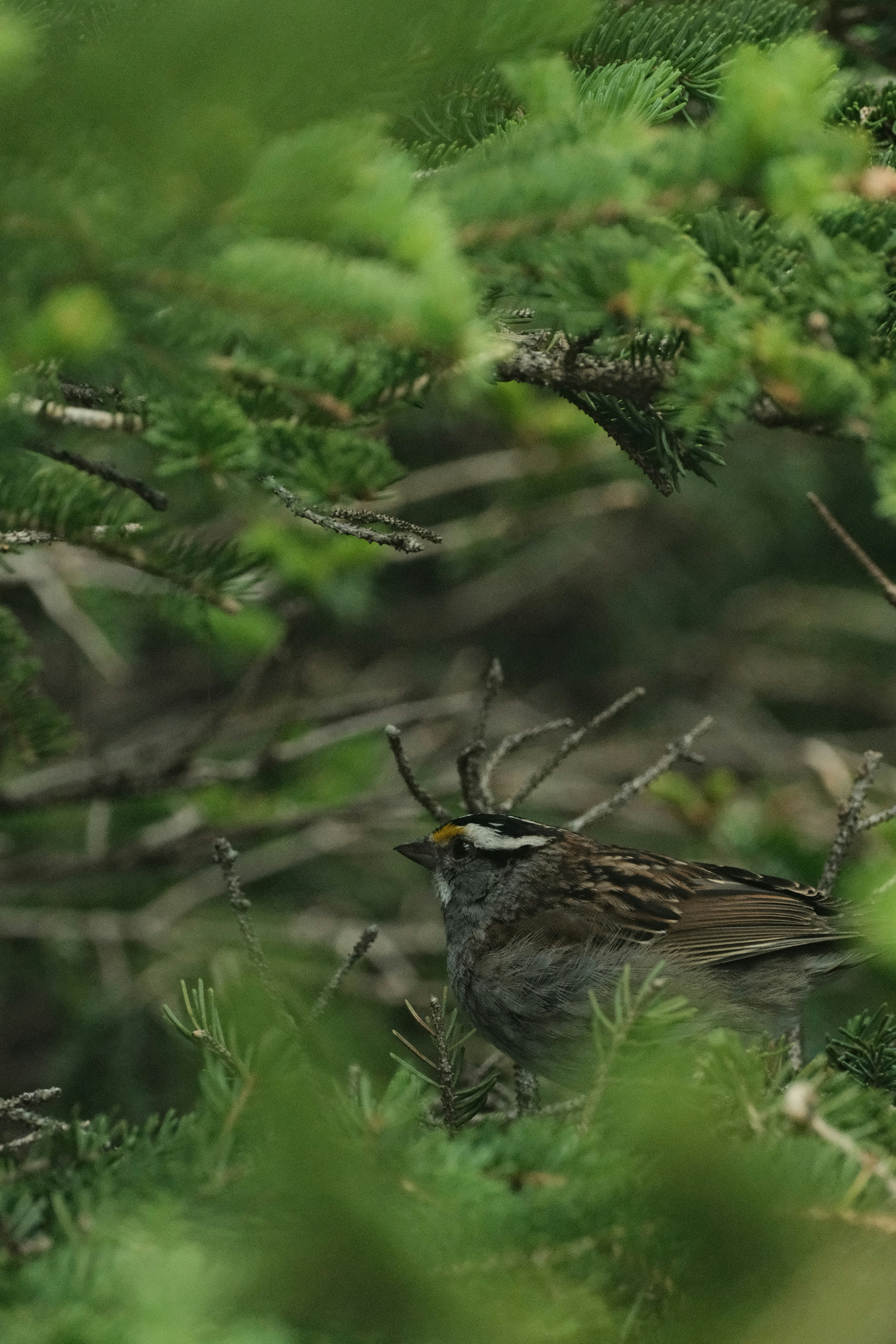 Hidden Sparrow in the Pine Alley