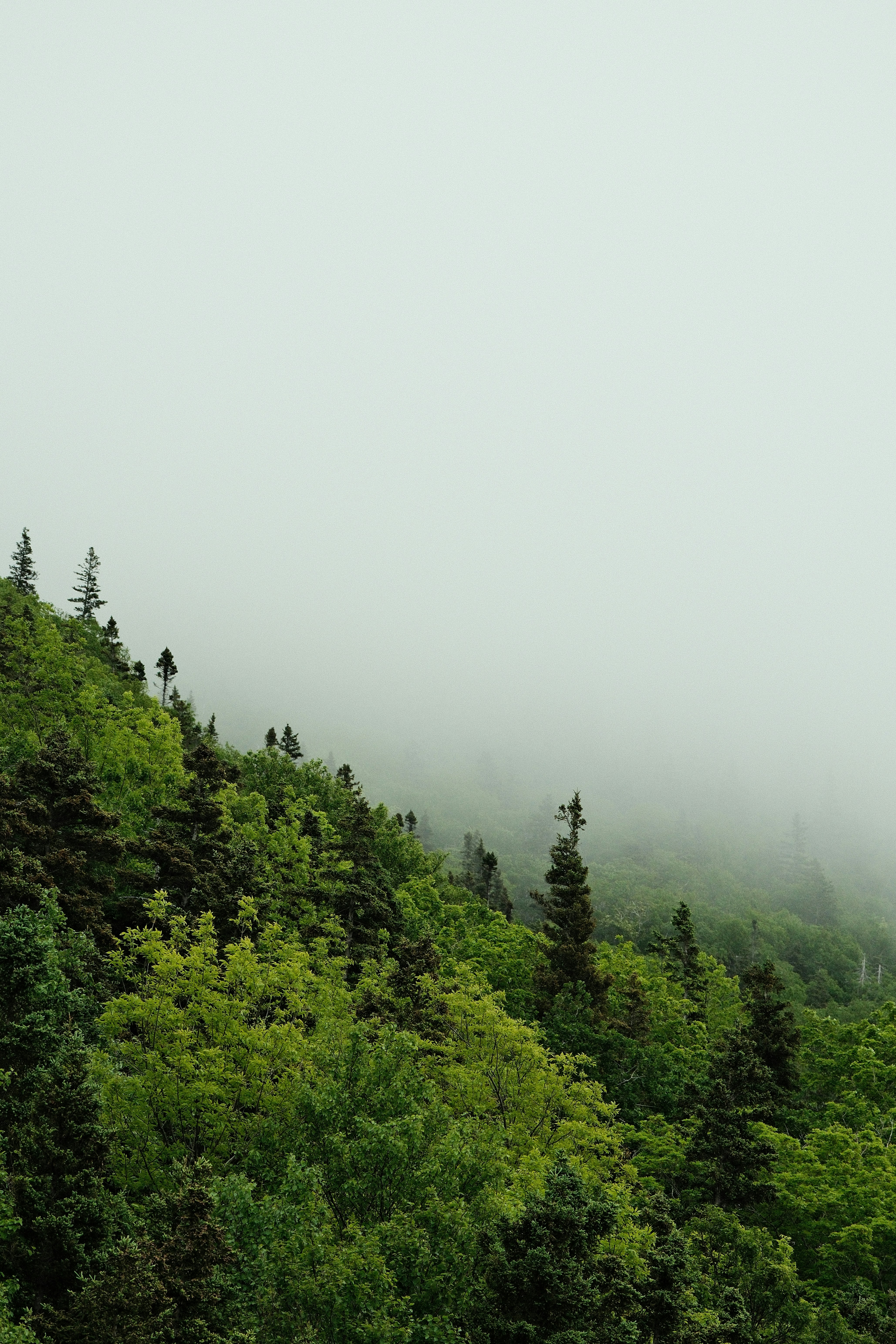 Misty Pines: A Quiet Crest Weaving Through Fog