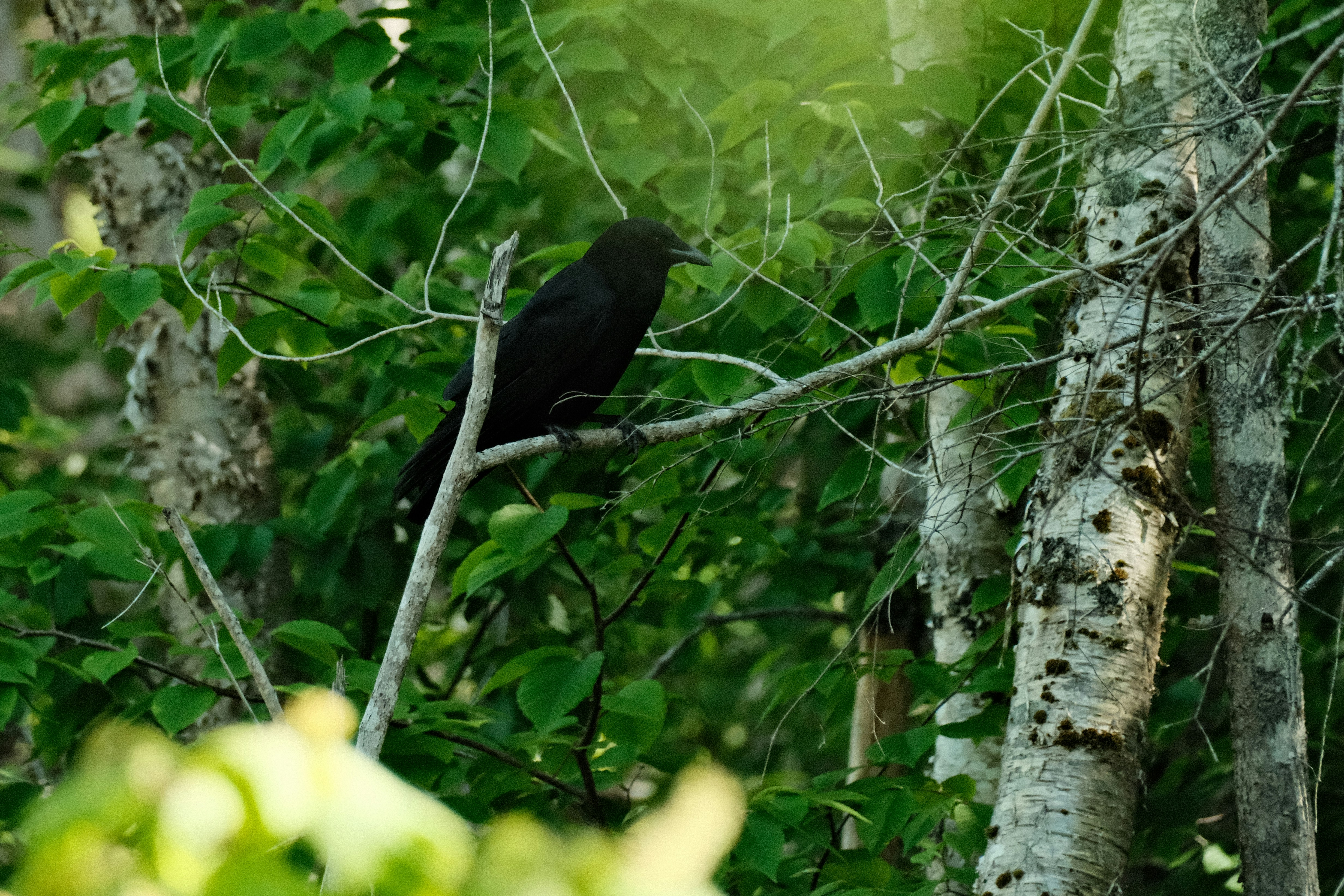 Mid-Leaf Perch: A Black Bird in Quiet Green Depths