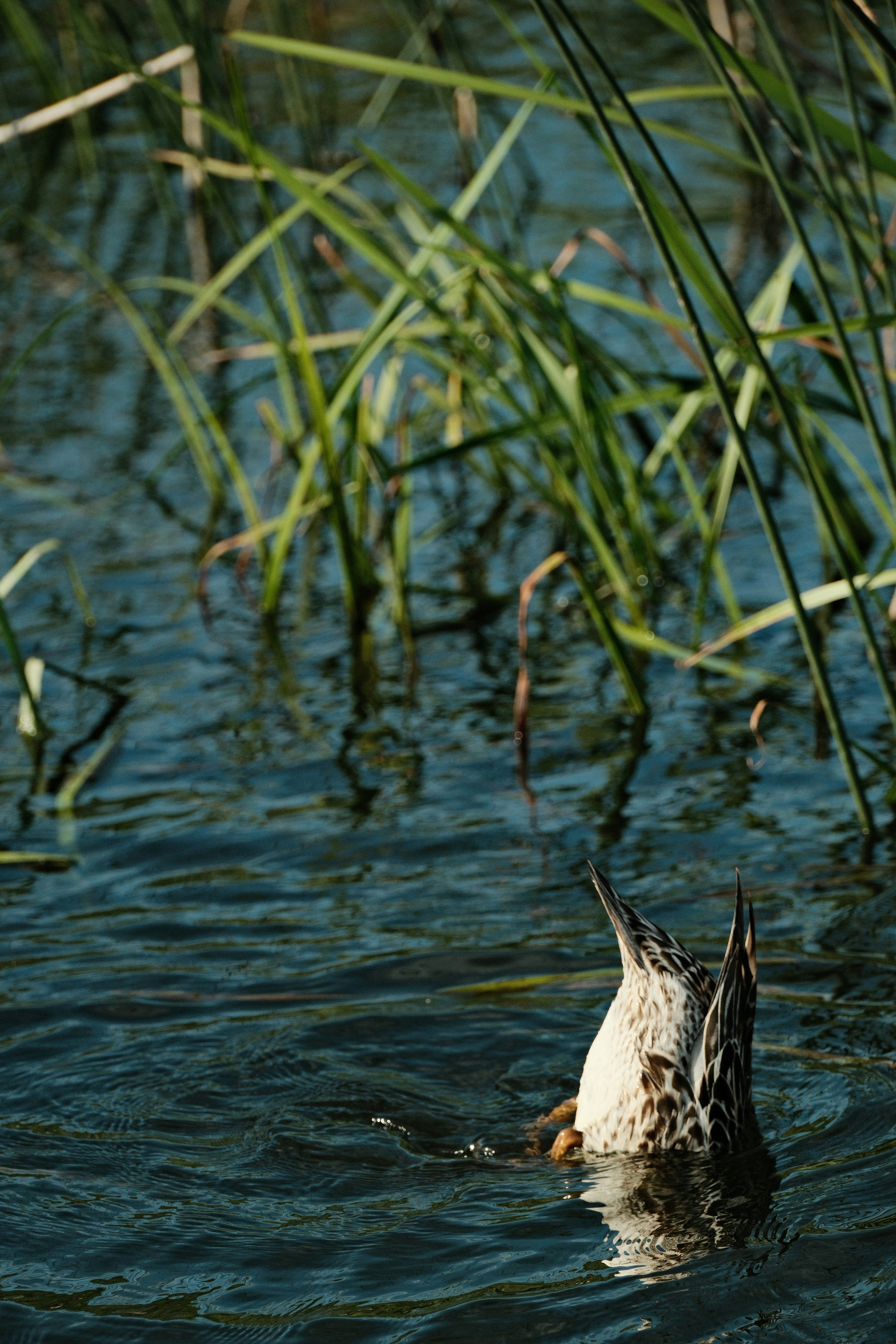 Diving in the Reeds: A Waterfowl Moment