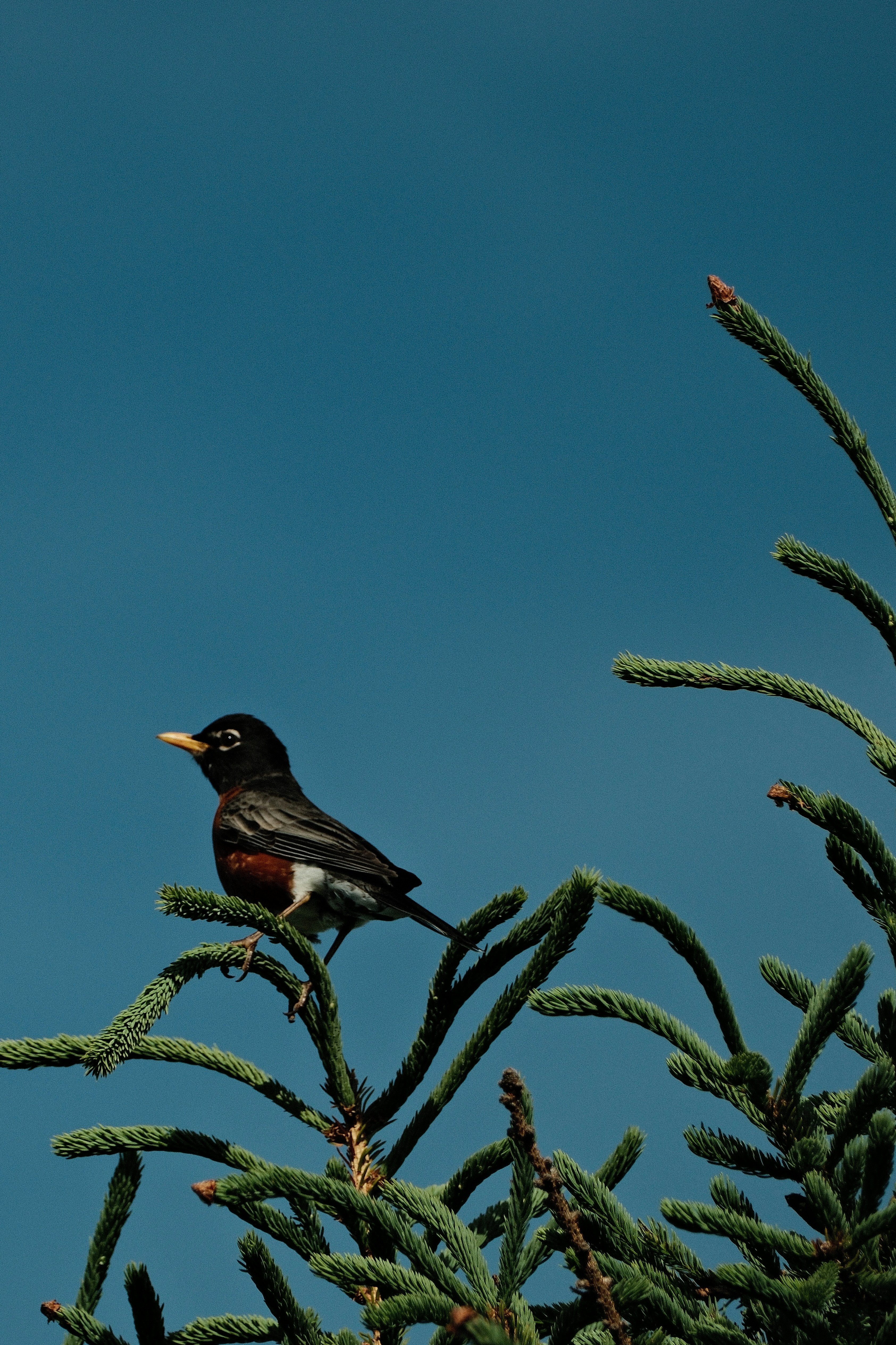 Blackbird Sentinel on Needle-Like Pine Tresses Against a Clear Blue Sky