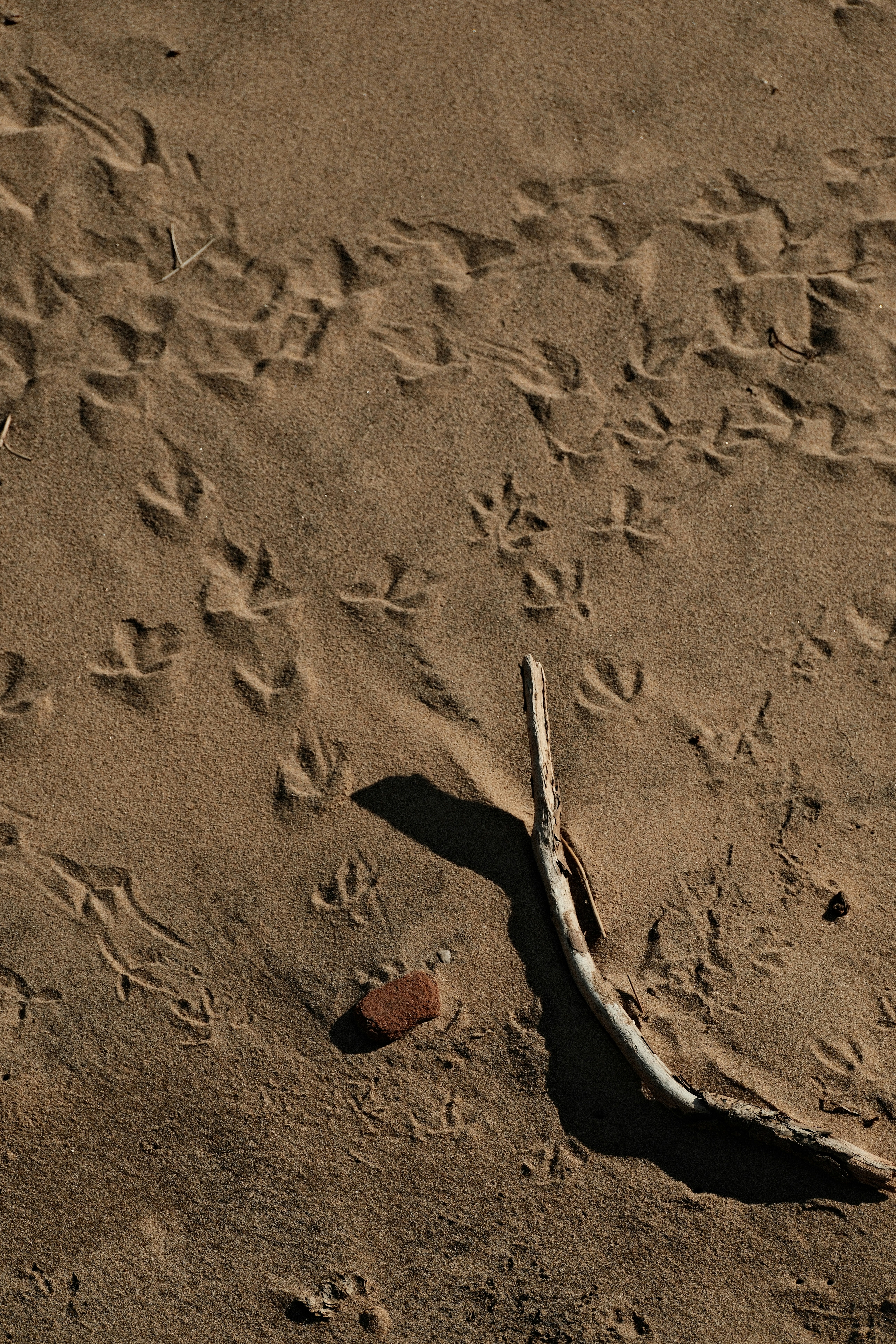 A weathered driftwood fragment lies on sun-baked sand with a small stone nearby, leaving footprints and a long shadow in warm, arid light. The scene emphasizes texture and minimal remnants of movement in a stark landscape.