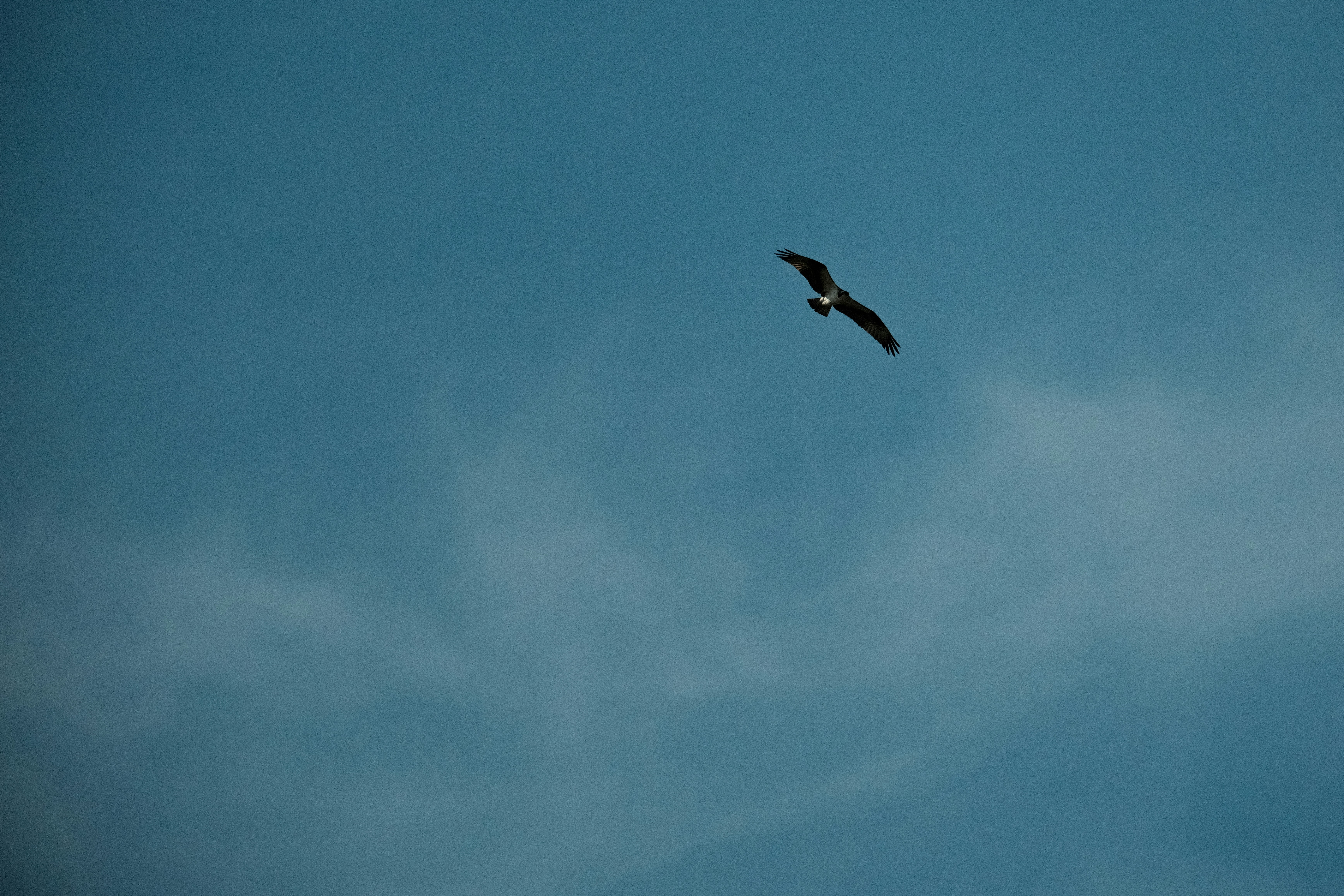 Soaring Silhouette Against a Quiet Sky