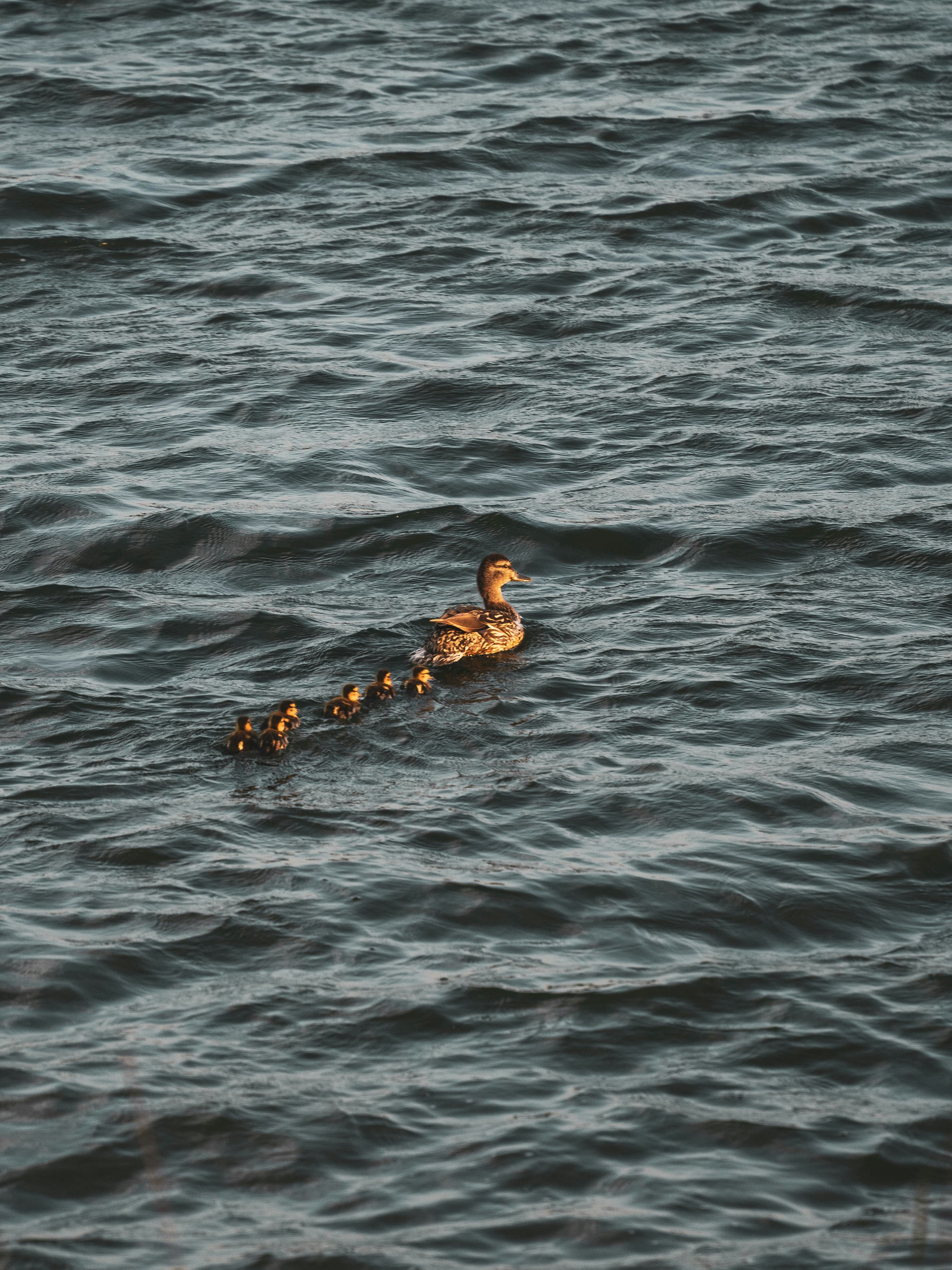 Heron and ducklings in rippling coastal light