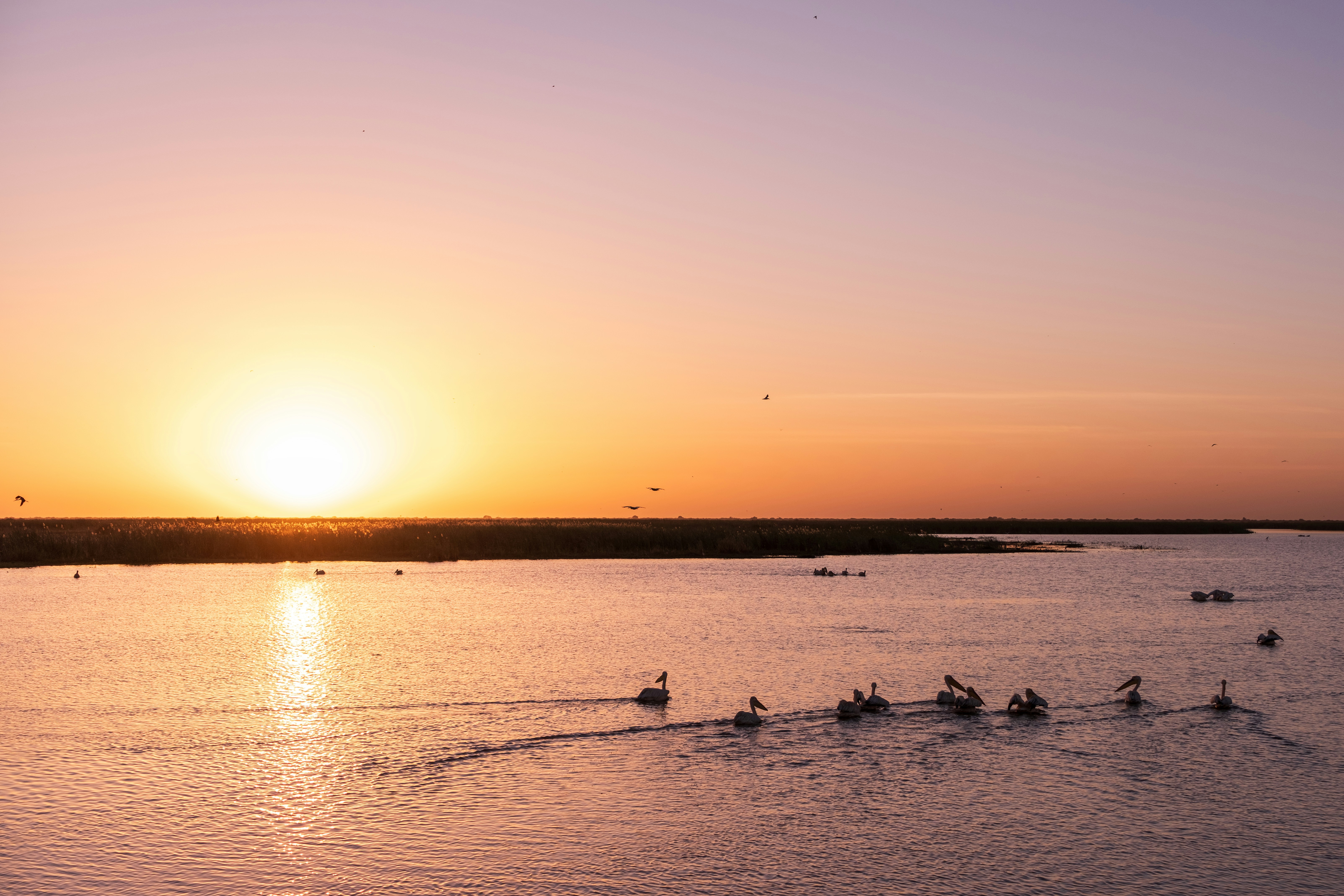 Sunlit Tiderunner: Birds in a Golden Dusk Parade