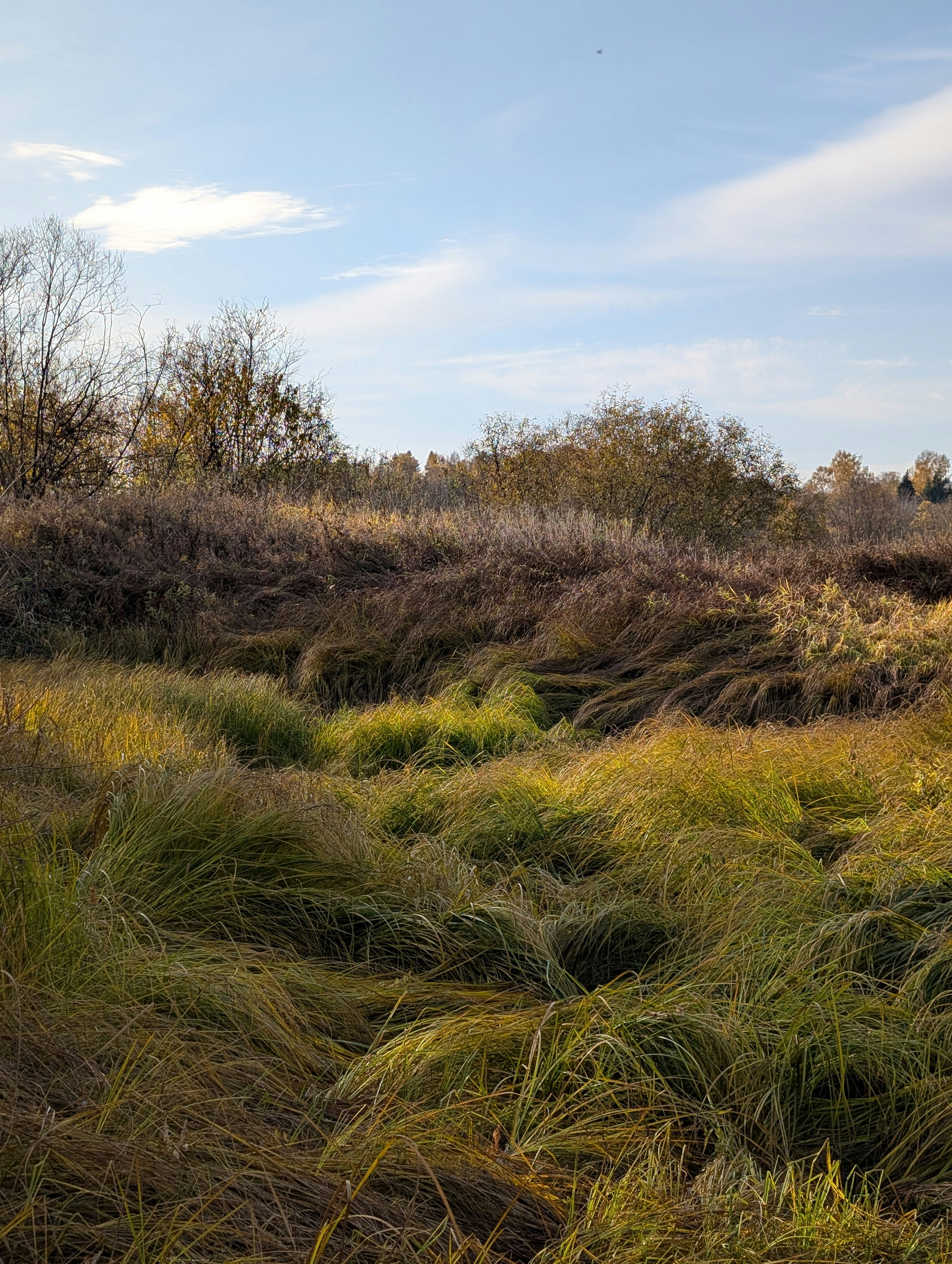 Sunlit tussocks and distant trees on a fall afternoon